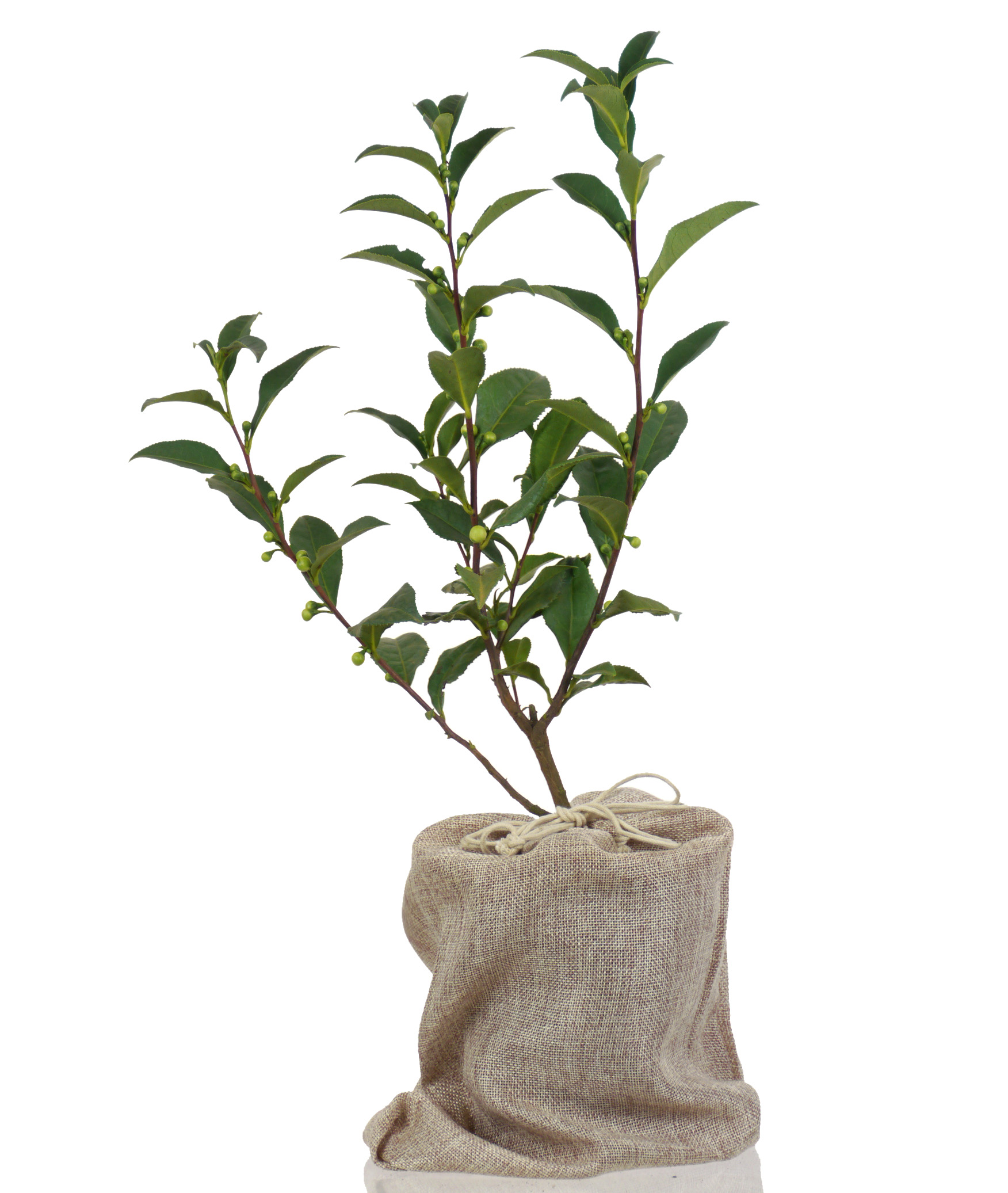 Tea Plant : buy Tea Plant / Camellia sinensis