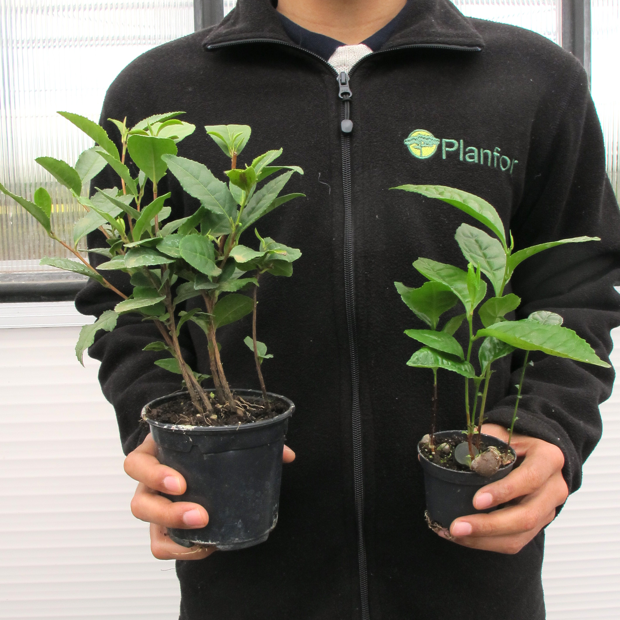 Tea Plant : buy Tea Plant / Camellia sinensis