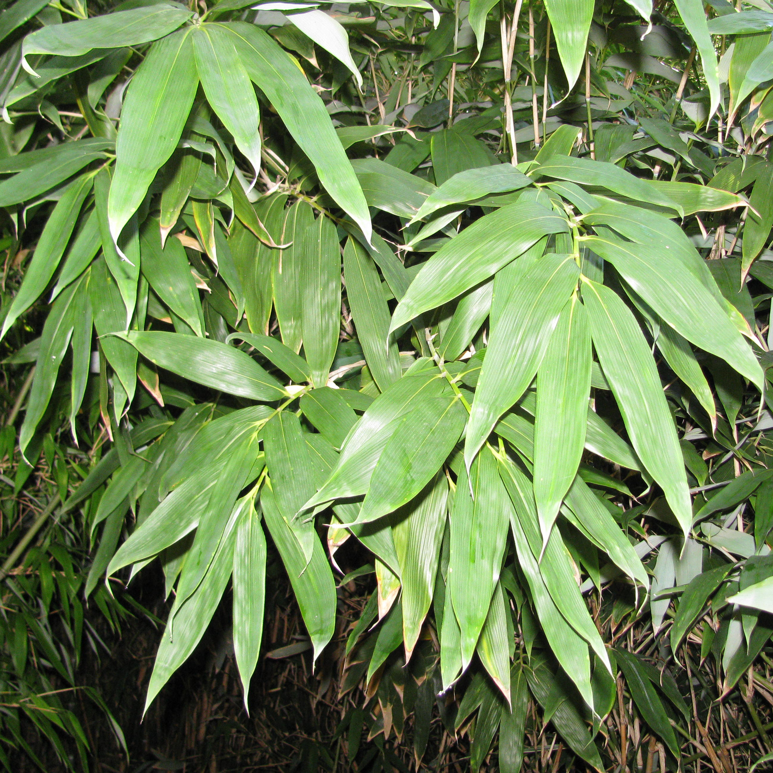 Bamboo Sasa kurilensis : buy Bamboo Sasa kurilensis / Sasa kurilensis