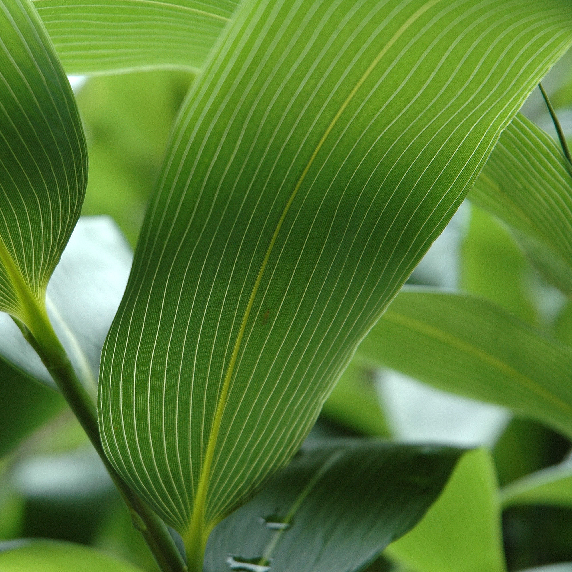 Bamboo Sasa kurilensis : buy Bamboo Sasa kurilensis / Sasa kurilensis