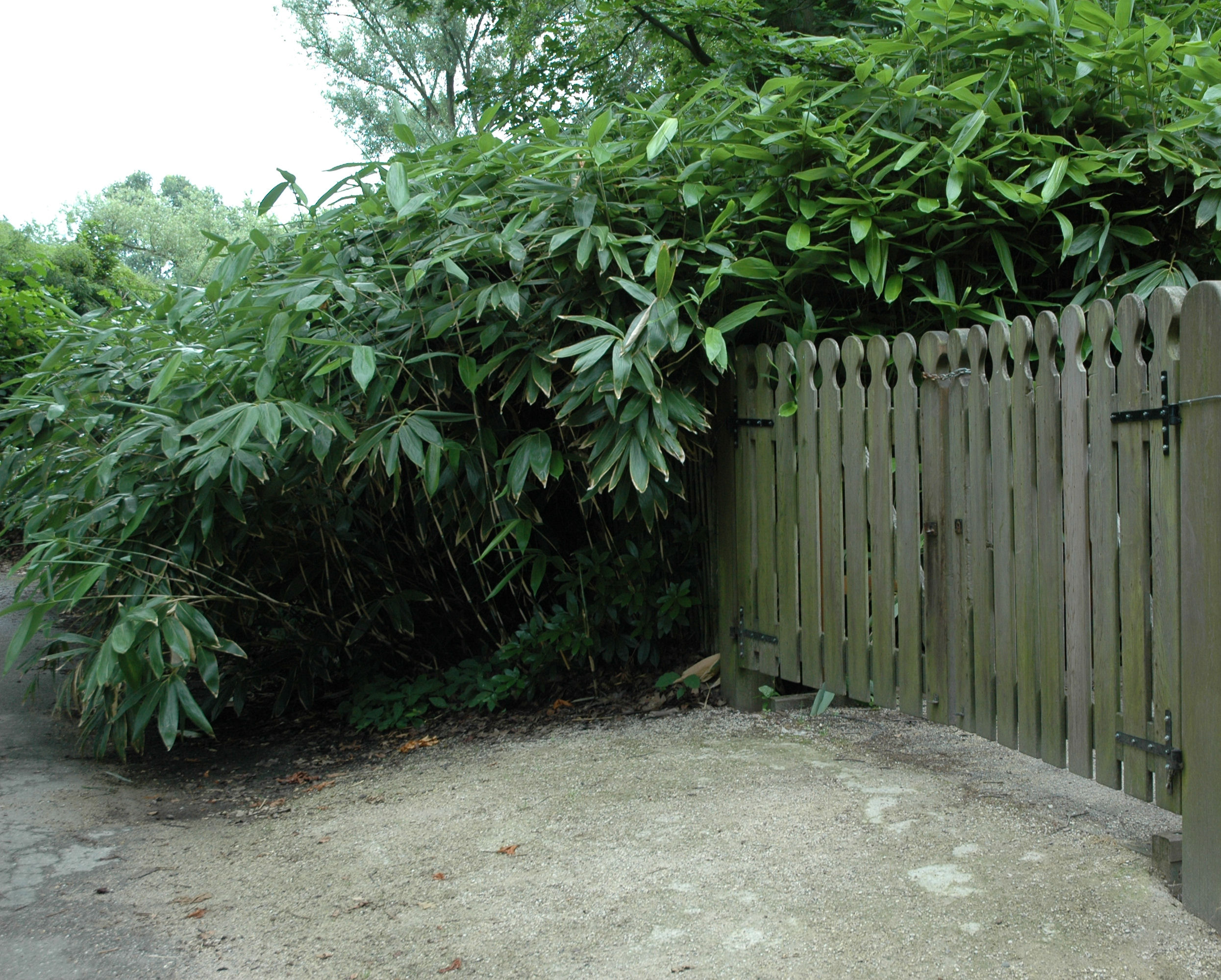 Bamboo Sasa palmata : buy Bamboo Sasa palmata / Sasa palmata