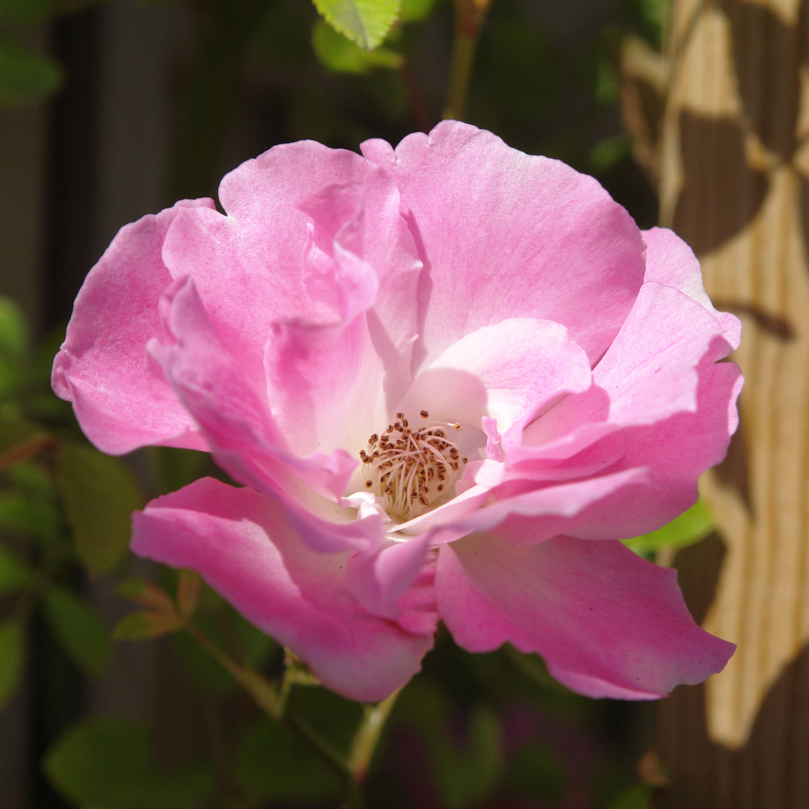 Rose Lady Banks' Rosea : buy Rose Lady Banks' Rosea / Rosa banksiae Rosea
