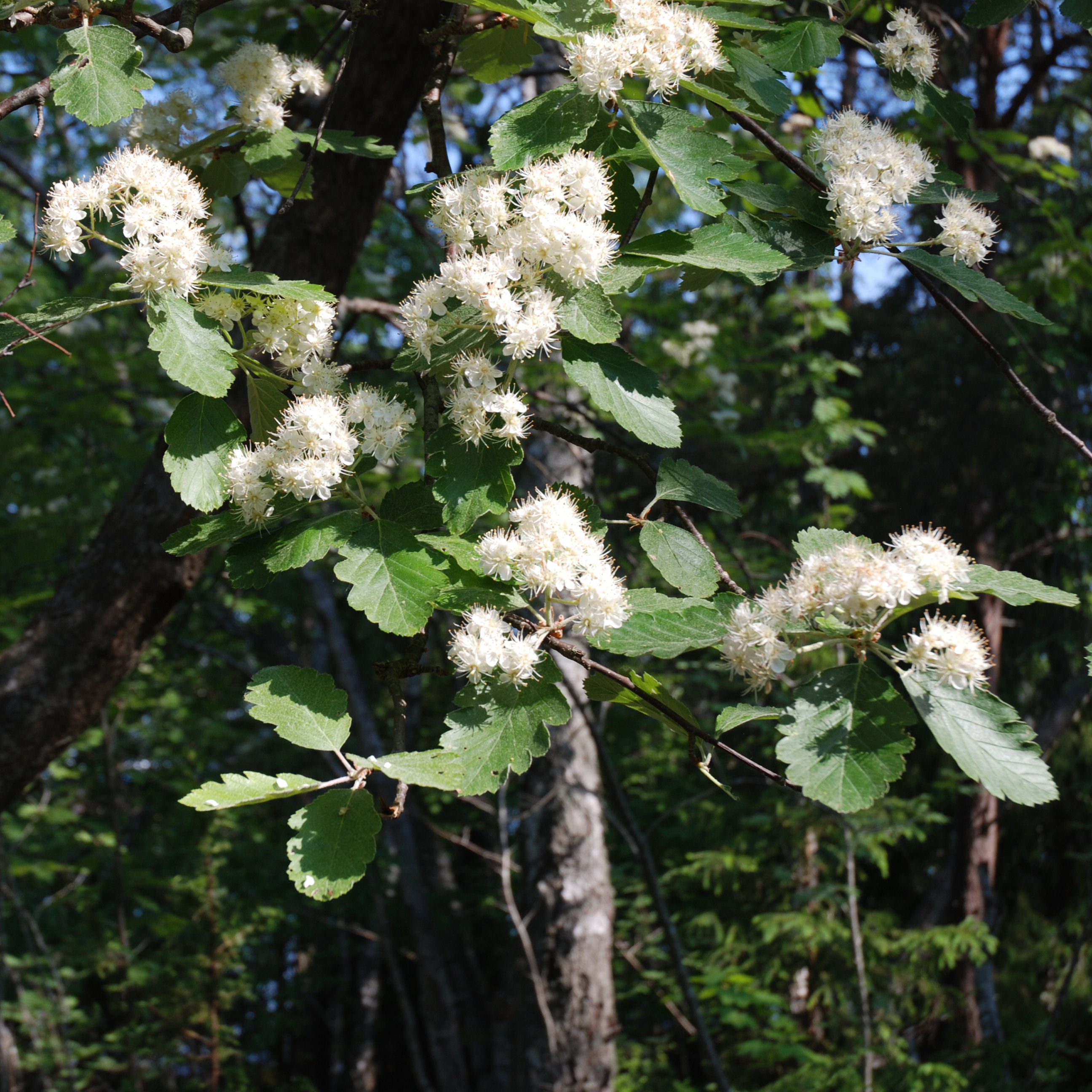 Whitebeam, Swedish : buy Whitebeam, Swedish / Sorbus intermedia