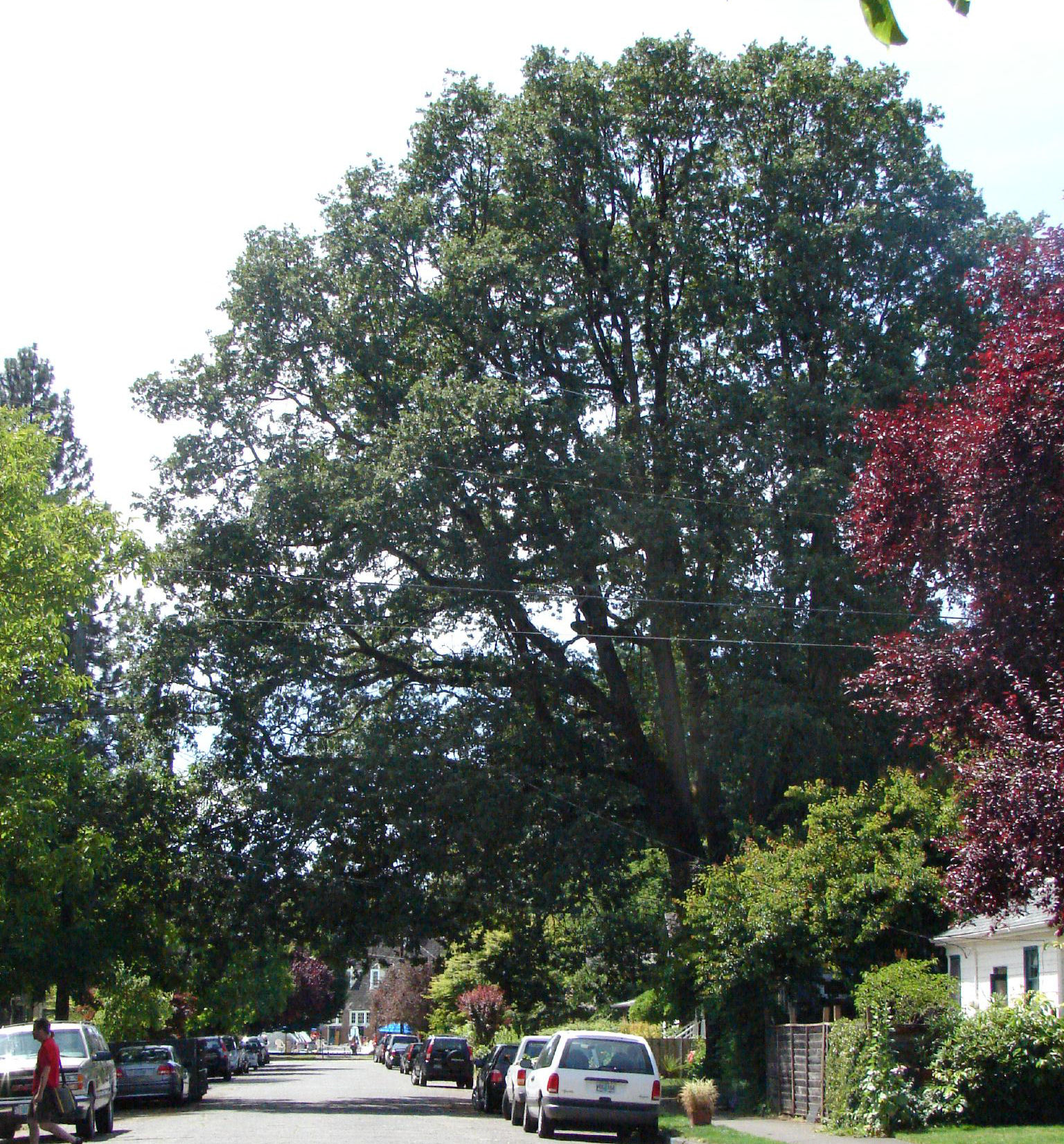 Oak, Garry : buy Oak, Garry / Quercus garryana