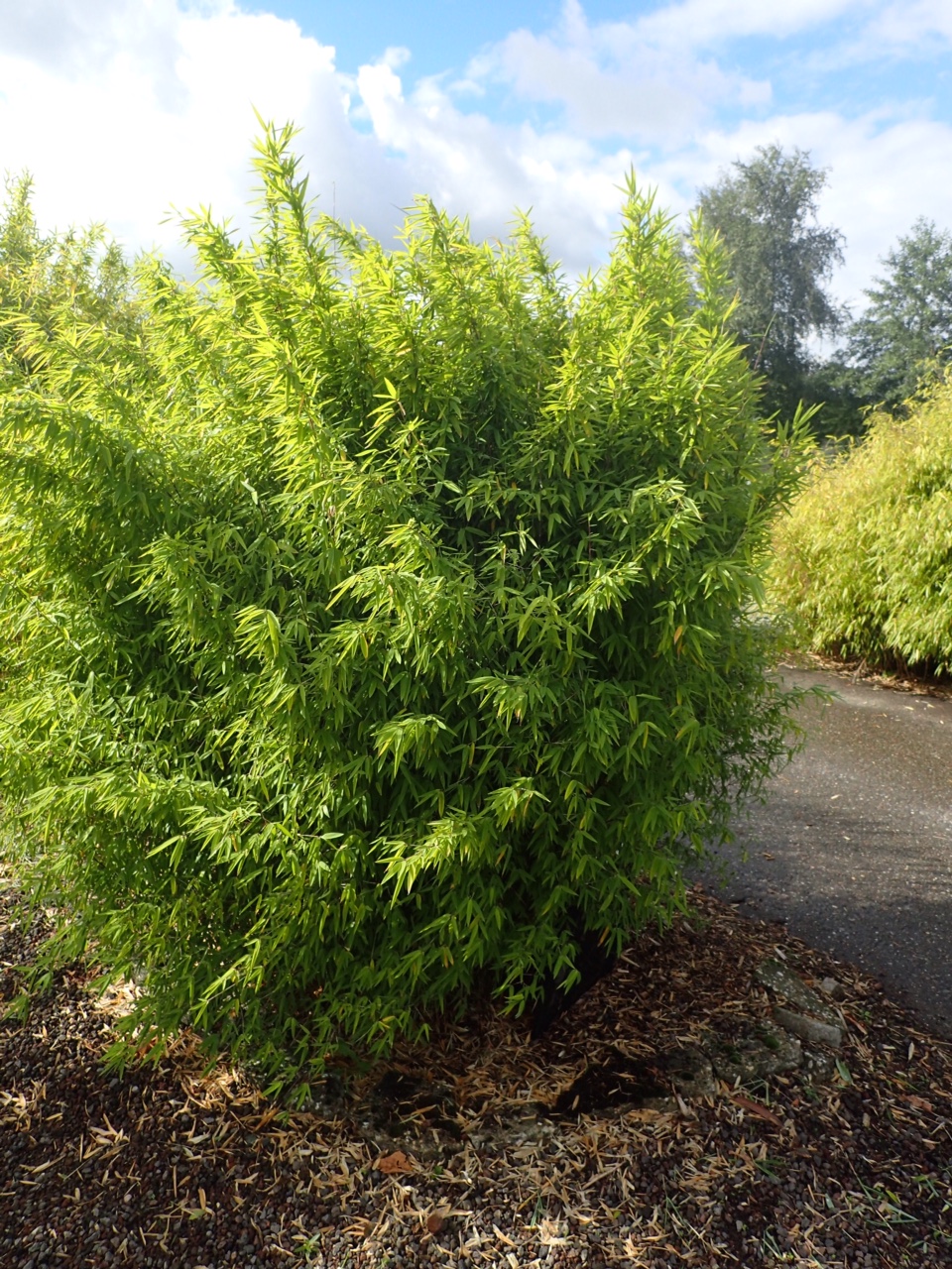 Bamboo Fargesia nitida 'Volcano' : buy Bamboo Fargesia nitida 'Volcano ...