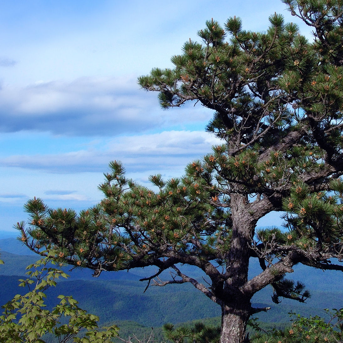 Pine, Pitch : buy Pine, Pitch / Pinus rigida