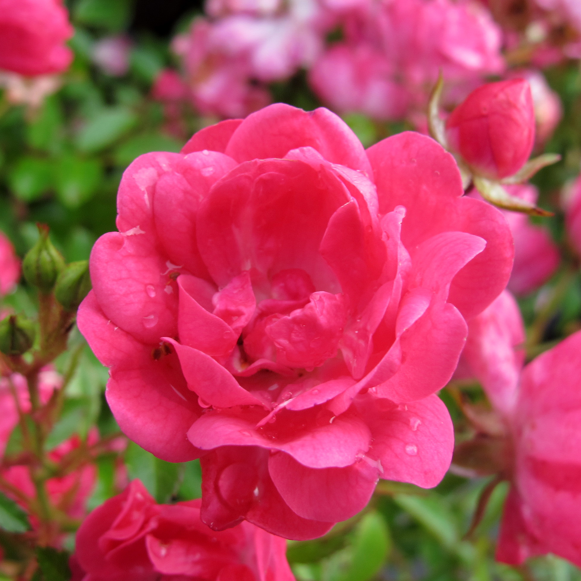 Landscape Rose bushFairy Rood : buy Landscape Rose bushFairy Rood ...