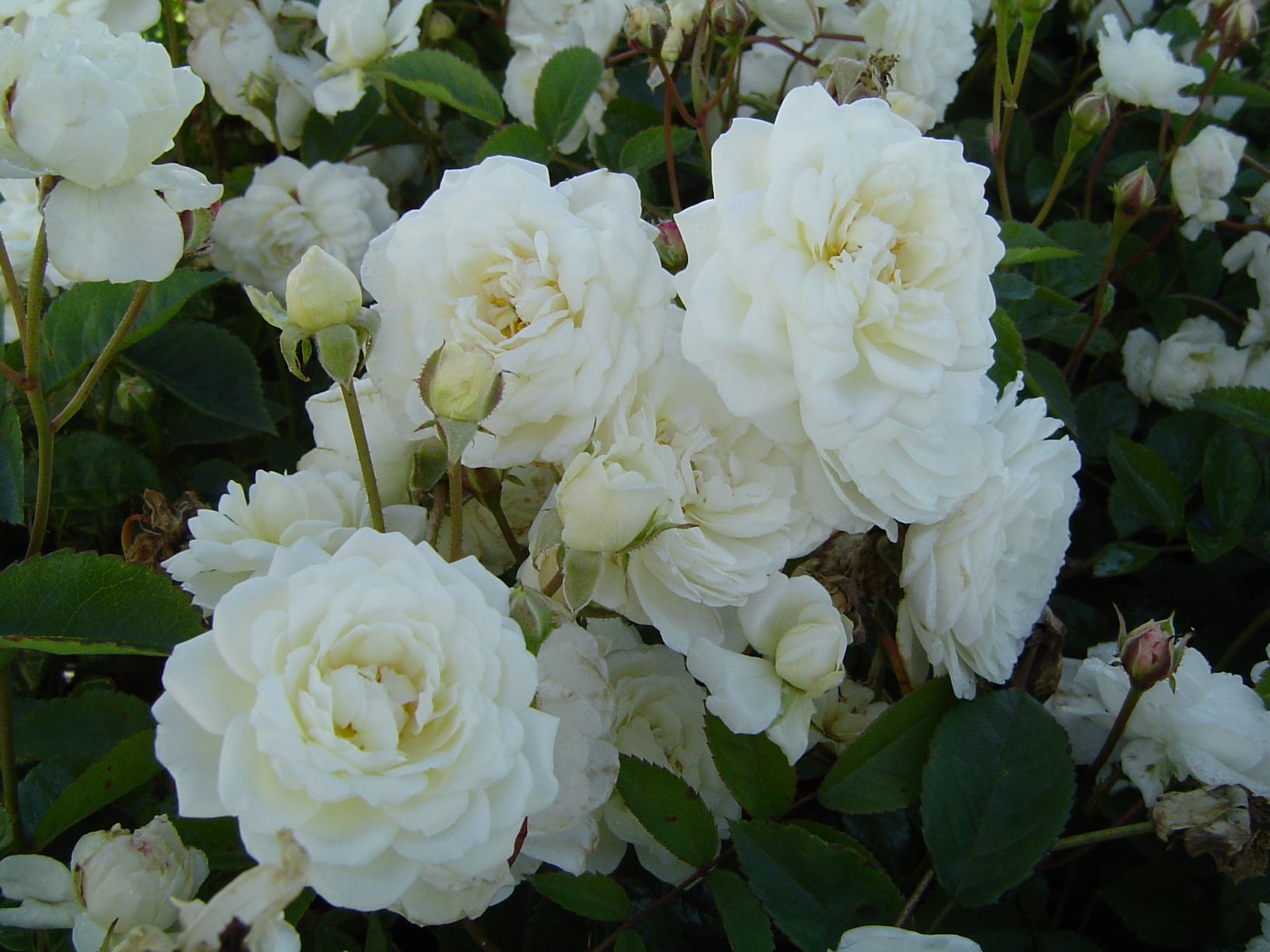 Landscape Rose bush Little White Pet : buy Landscape Rose bush Little ...