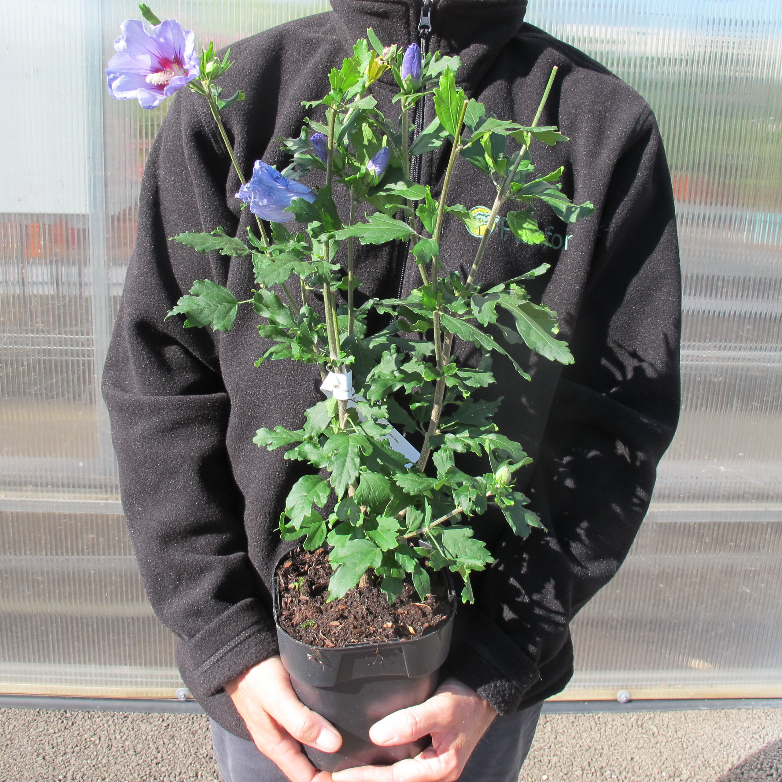 Hibiscus Blue : buy Hibiscus Blue / Hibiscus caeruleum