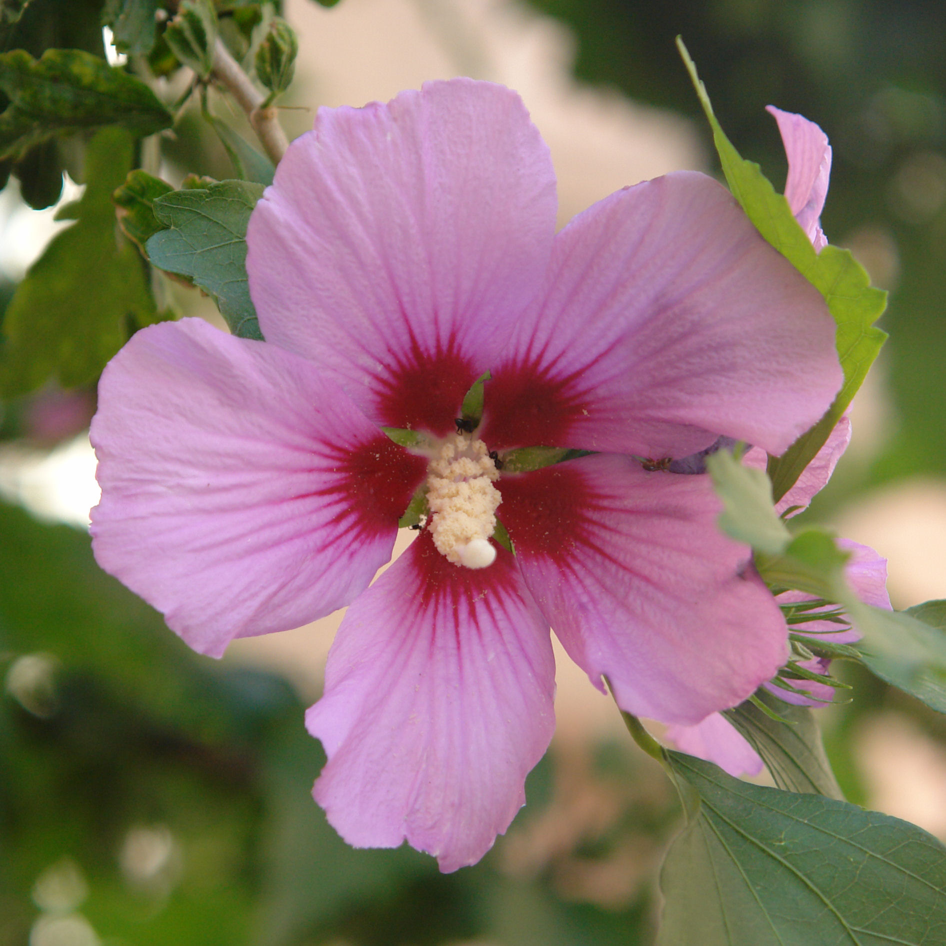 Hibiscus Pink : buy Hibiscus Pink / Hibiscus rosea