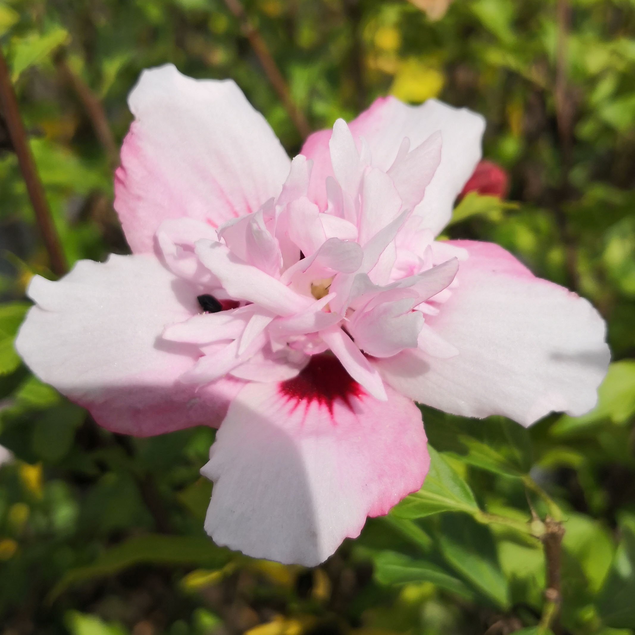 Hibiscus Pink : buy Hibiscus Pink / Hibiscus rosea