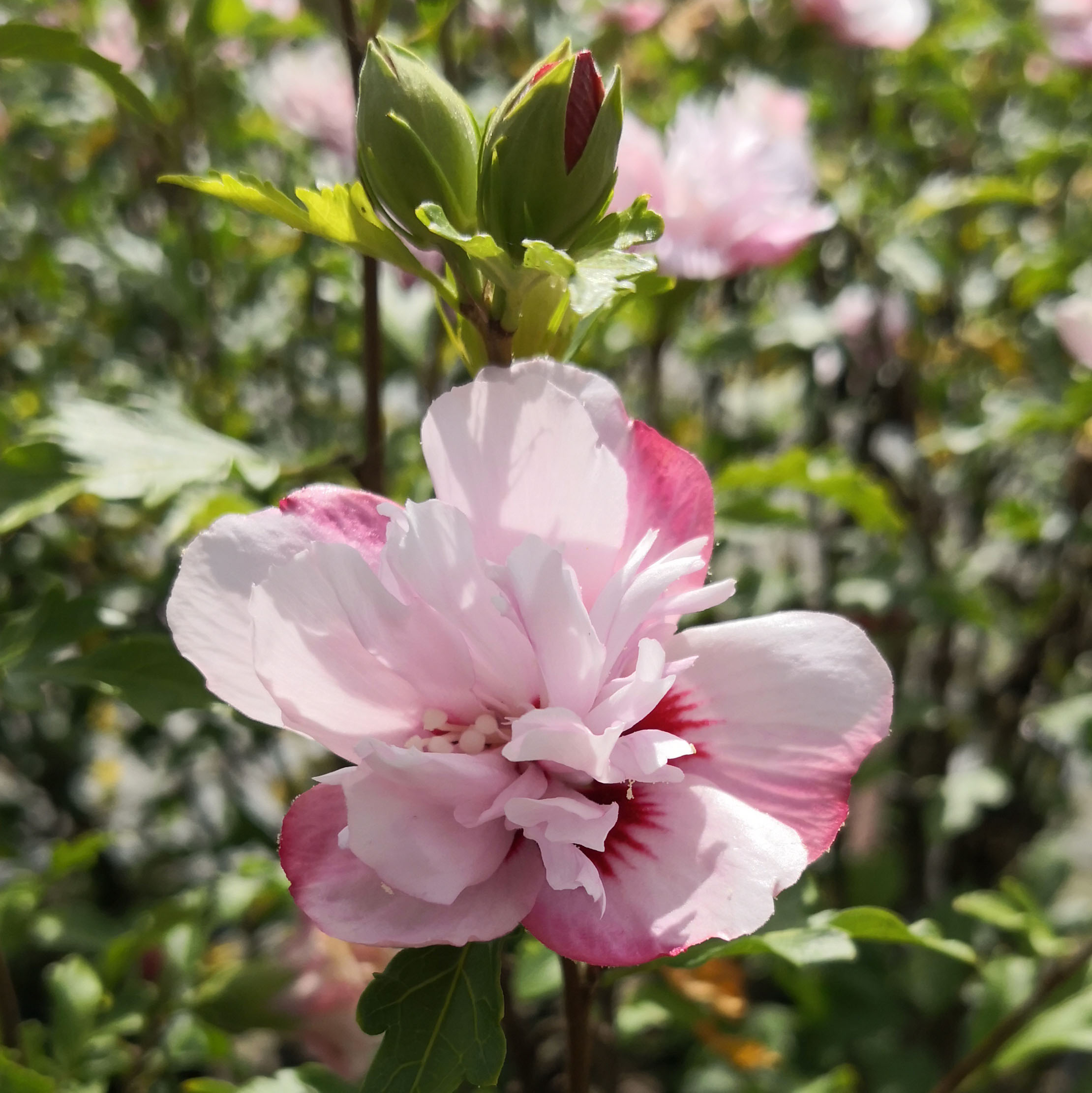Hibiscus Pink : buy Hibiscus Pink / Hibiscus rosea