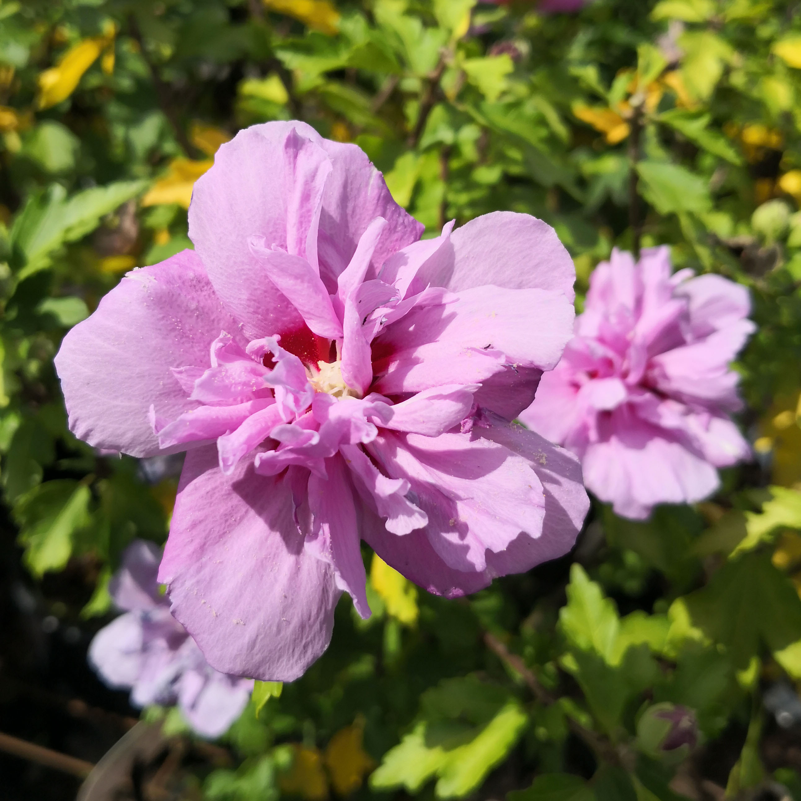 Hibiscus Pink : buy Hibiscus Pink / Hibiscus rosea