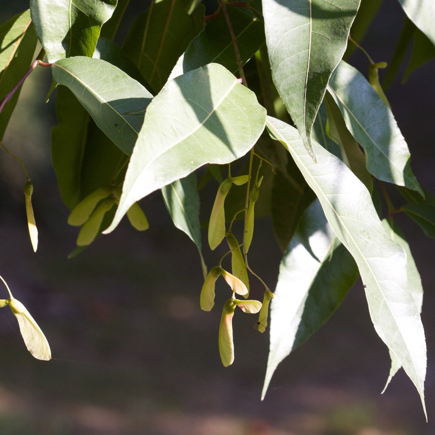 Maple, Himalayan : buy Maple, Himalayan / Acer laevigatum