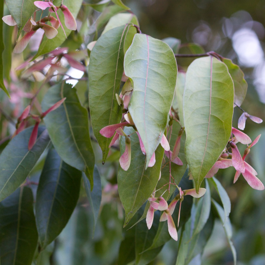 Maple, Himalayan : buy Maple, Himalayan / Acer laevigatum