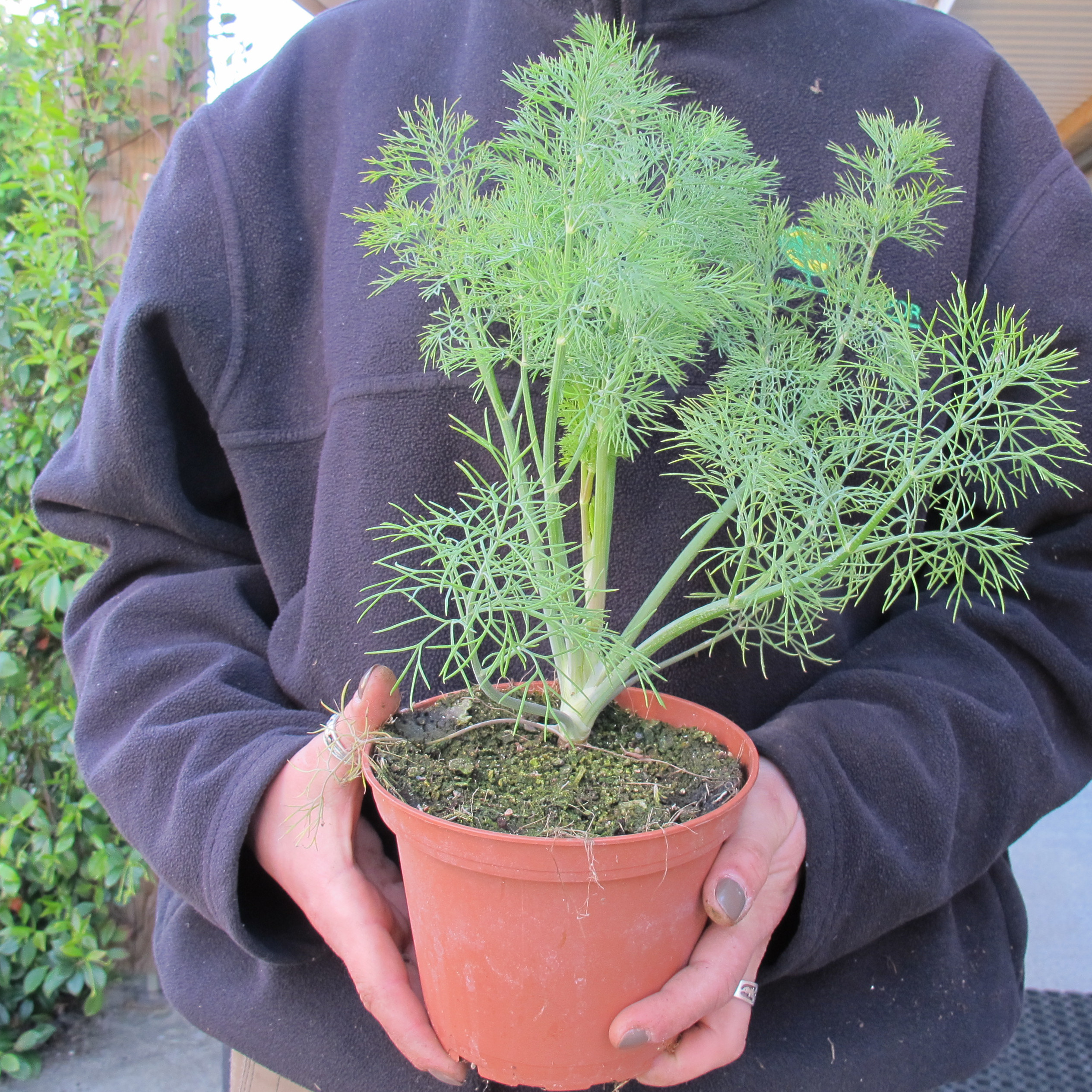 Dill : buy Dill / Anethum graveolens