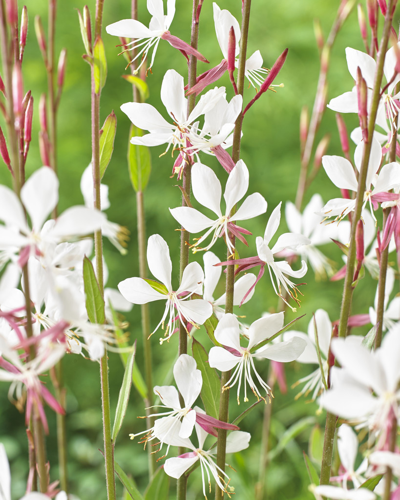 Gaura lindheimeri White : buy Gaura lindheimeri White / Gaura ...