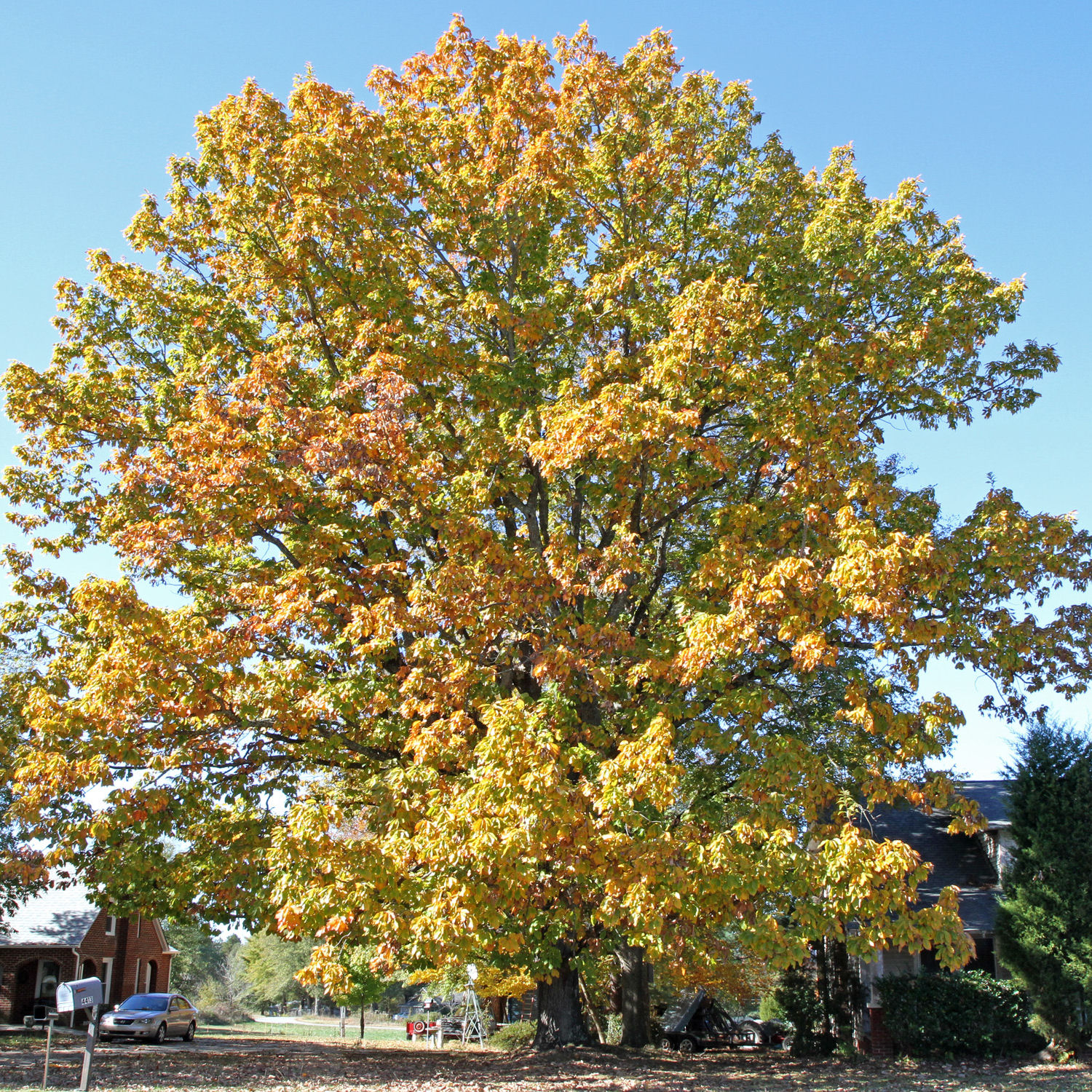 Oak, Chestnut : buy Oak, Chestnut / Quercus prinus, Quercus montana
