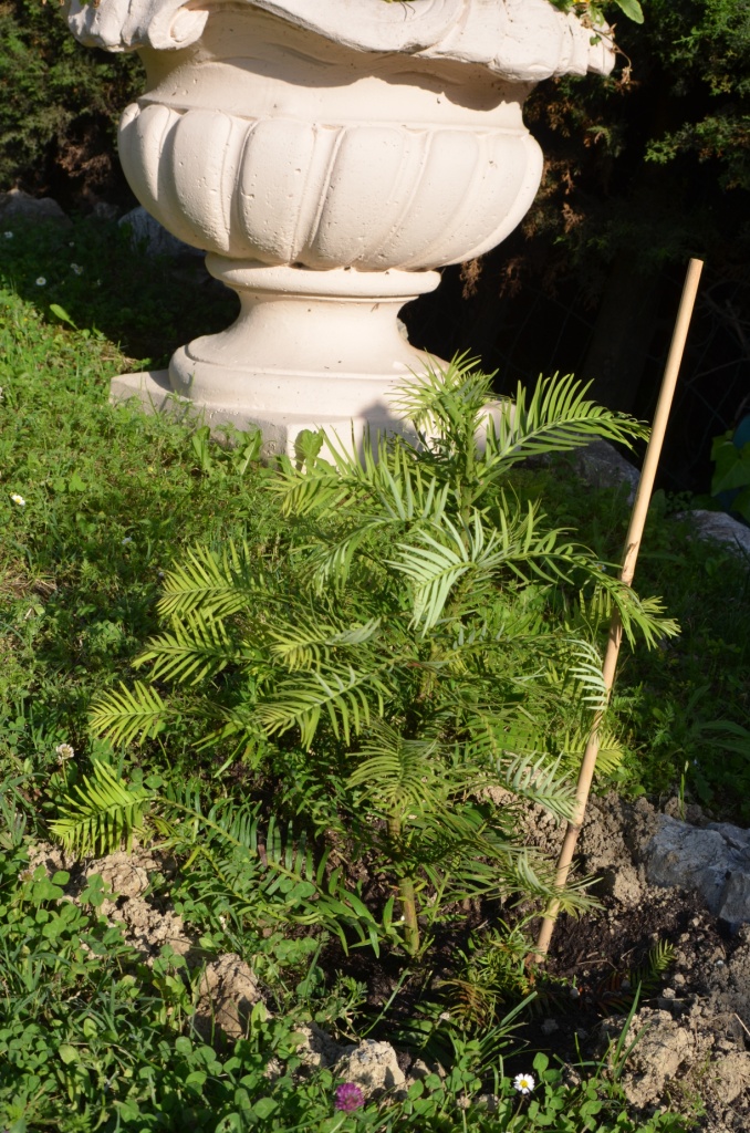 Pine, Wollemi : buy Pine, Wollemi / Wollemia nobilis Jones