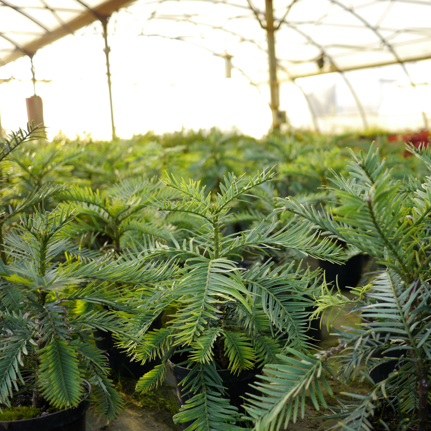 Pine, Wollemi : buy Pine, Wollemi / Wollemia nobilis Jones