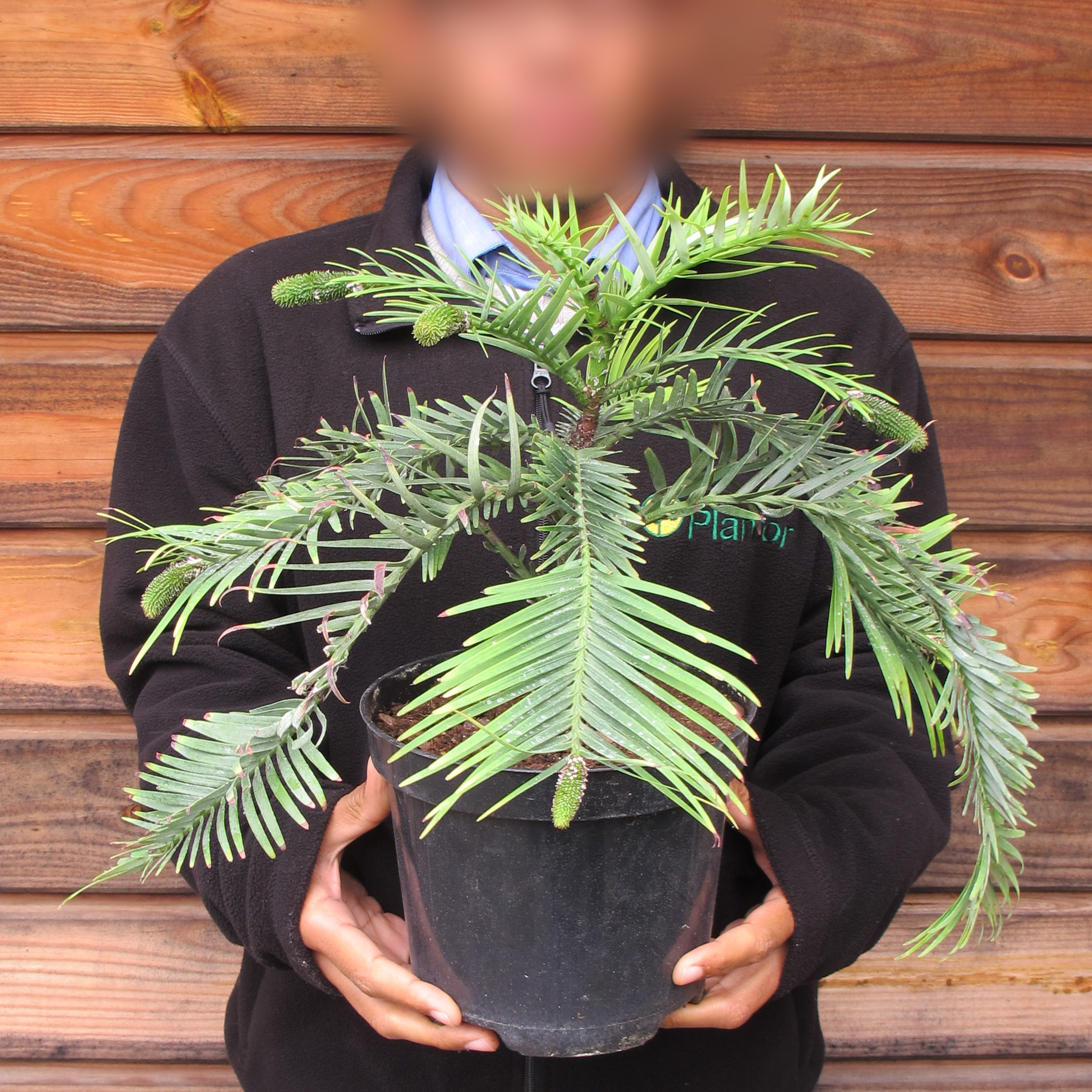 Pine, Wollemi : buy Pine, Wollemi / Wollemia nobilis Jones