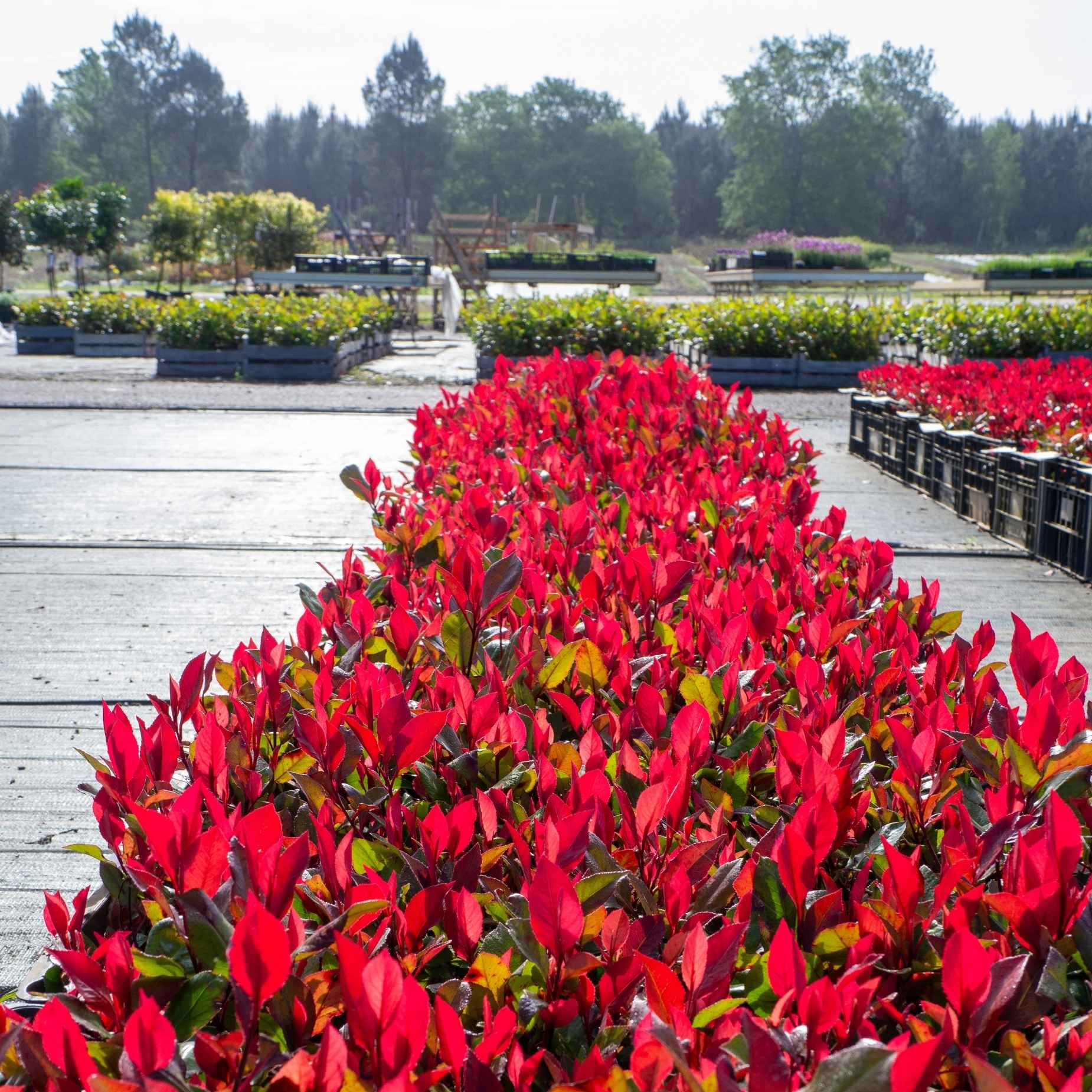 Photinia, dwarf : buy Photinia, dwarf / Photinia fraseri 'Little Red Robin'