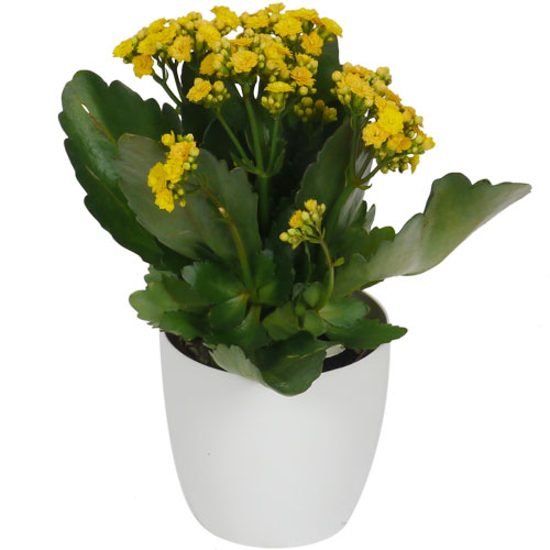 Kalanchoe yellow + White Cachepot : buy Kalanchoe yellow + White Cachepot