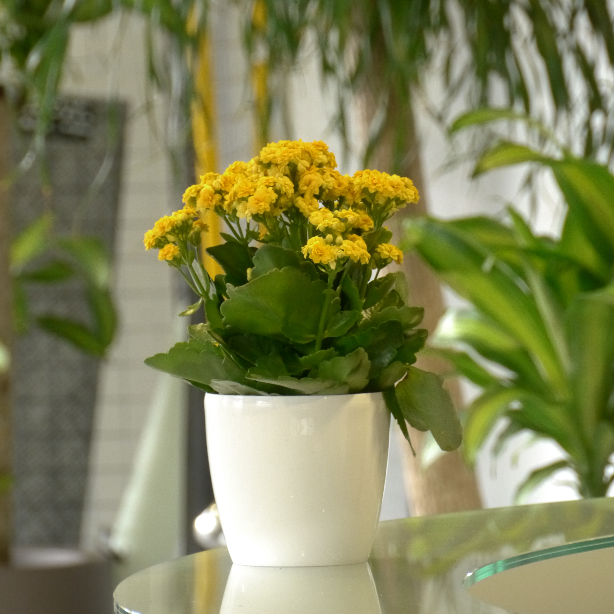 Kalanchoe yellow + White Cachepot : buy Kalanchoe yellow + White Cachepot