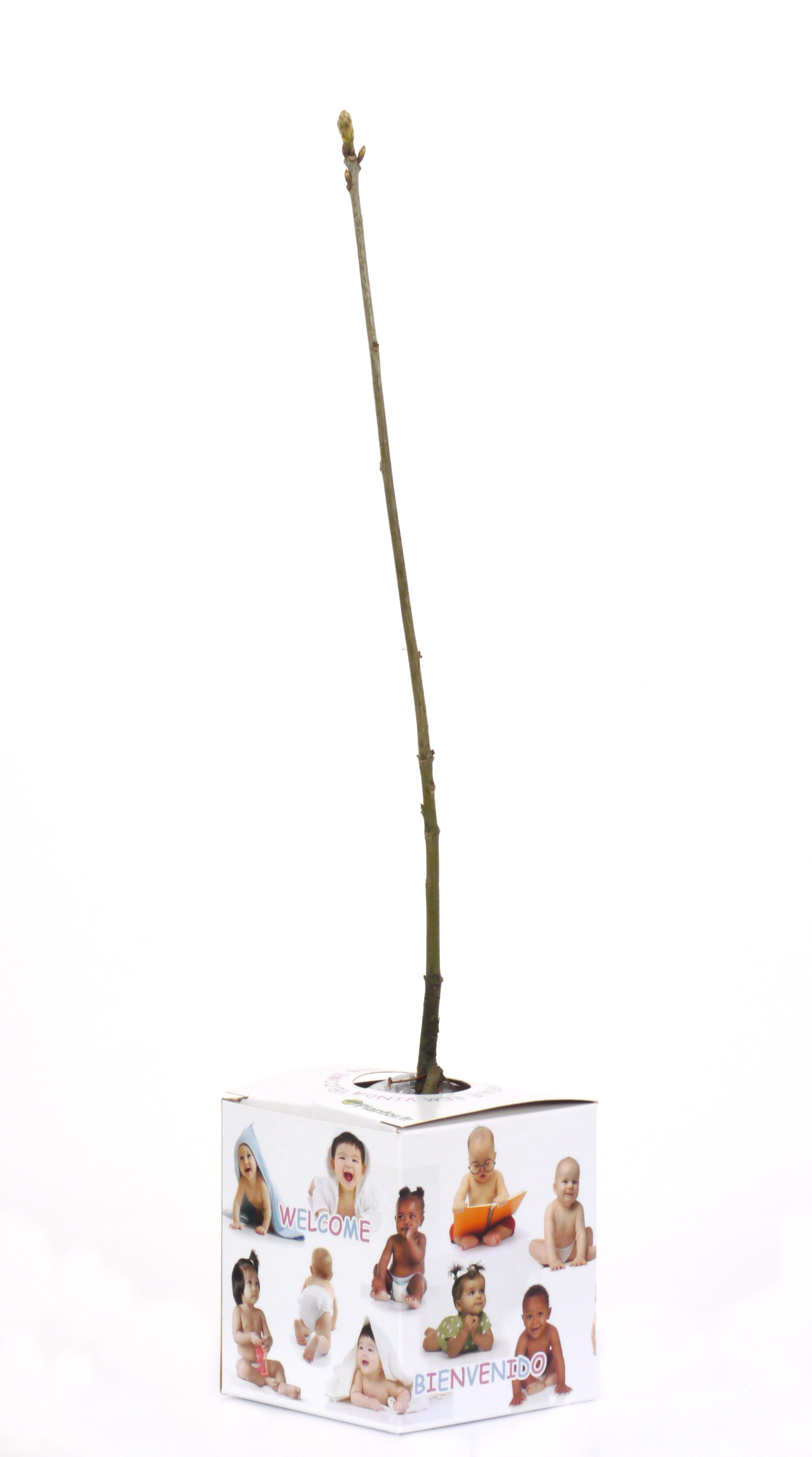 Baby Oak Tree for a birth or a christening : buy Baby Oak Tree for a ...