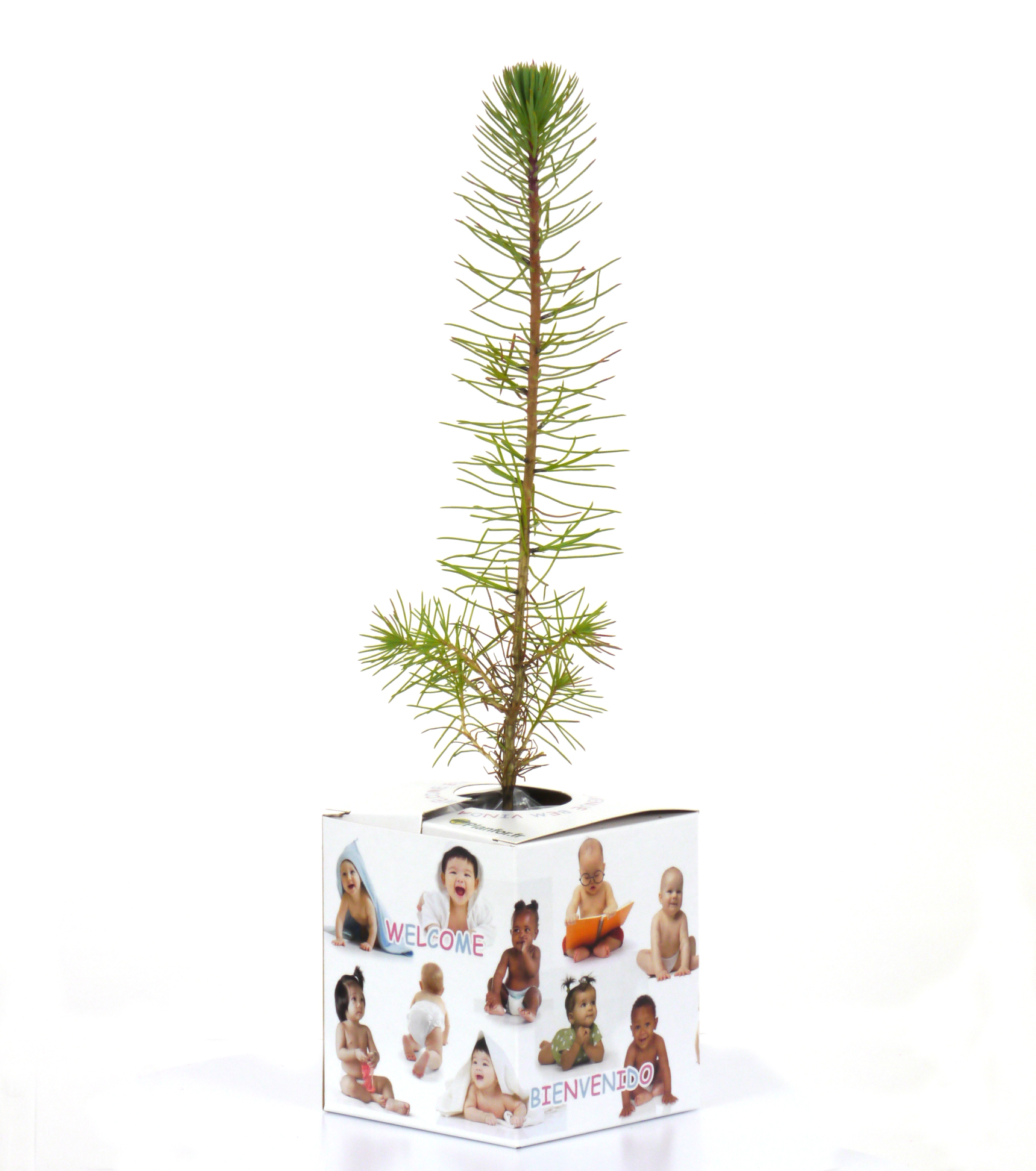 Baby Pine Tree for a birth or a christening : buy Baby Pine Tree for a ...