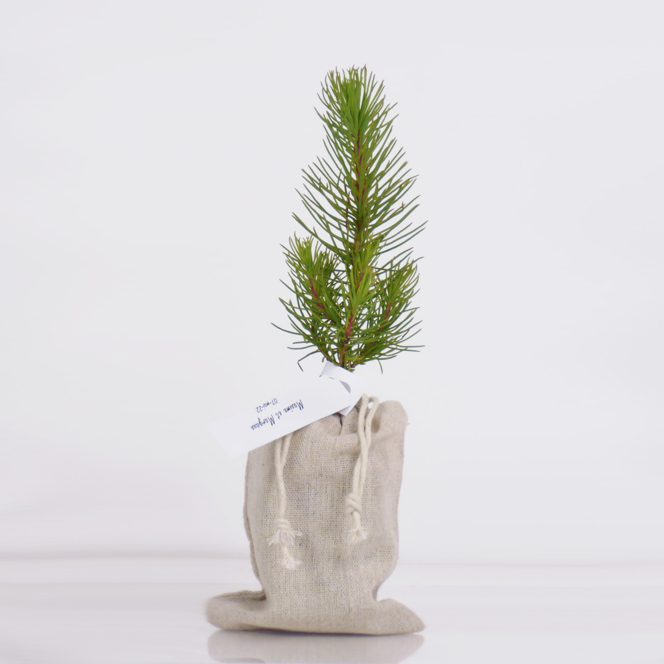 Baby Pine Tree for a wedding : buy Baby Pine Tree for a wedding
