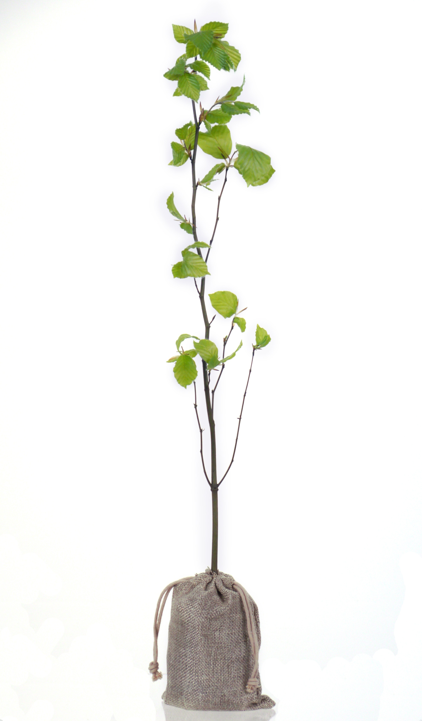 Baby Beech Tree for a birth or a christening : buy Baby Beech Tree for ...