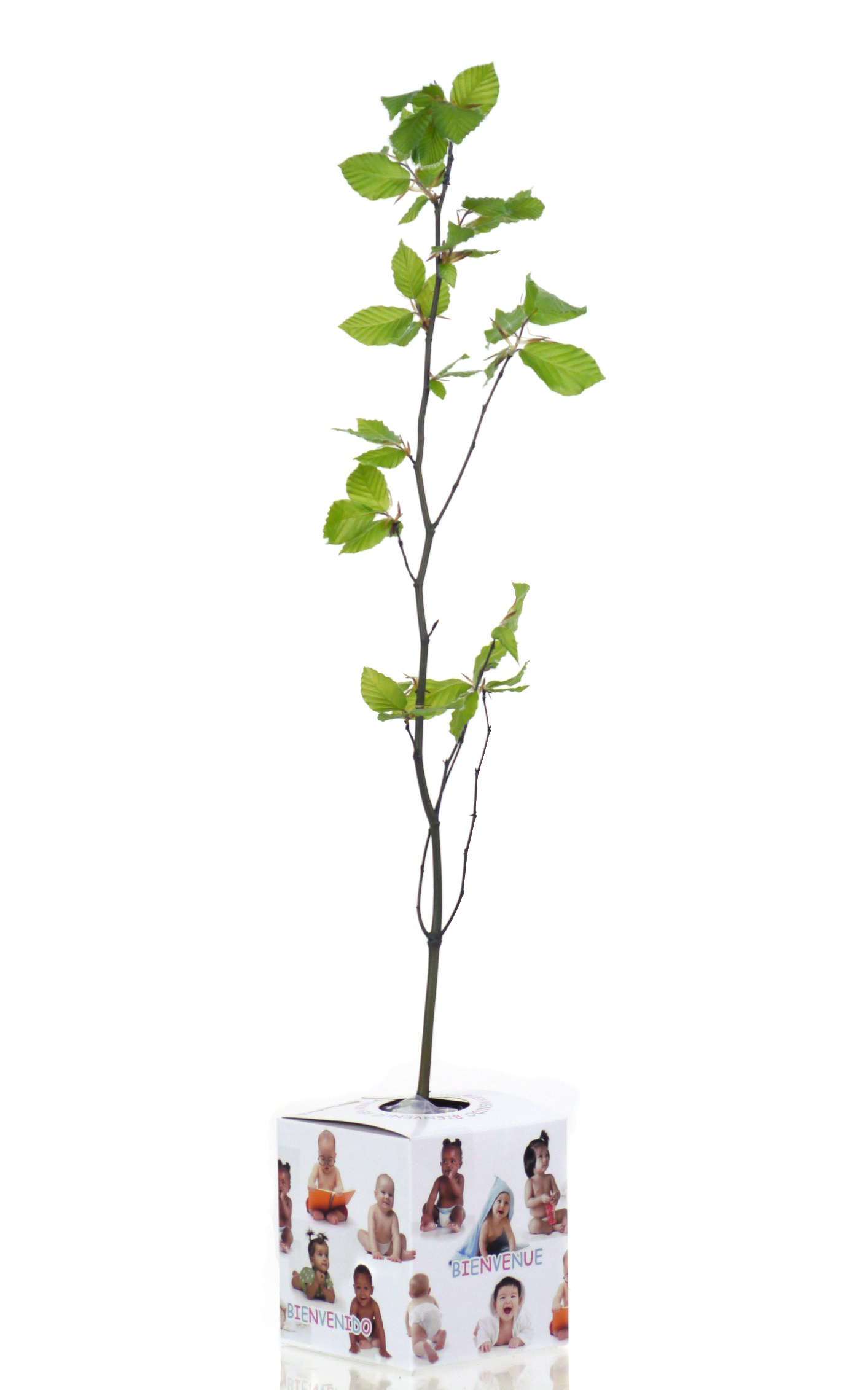 Baby Beech Tree for a birth or a christening : buy Baby Beech Tree for ...