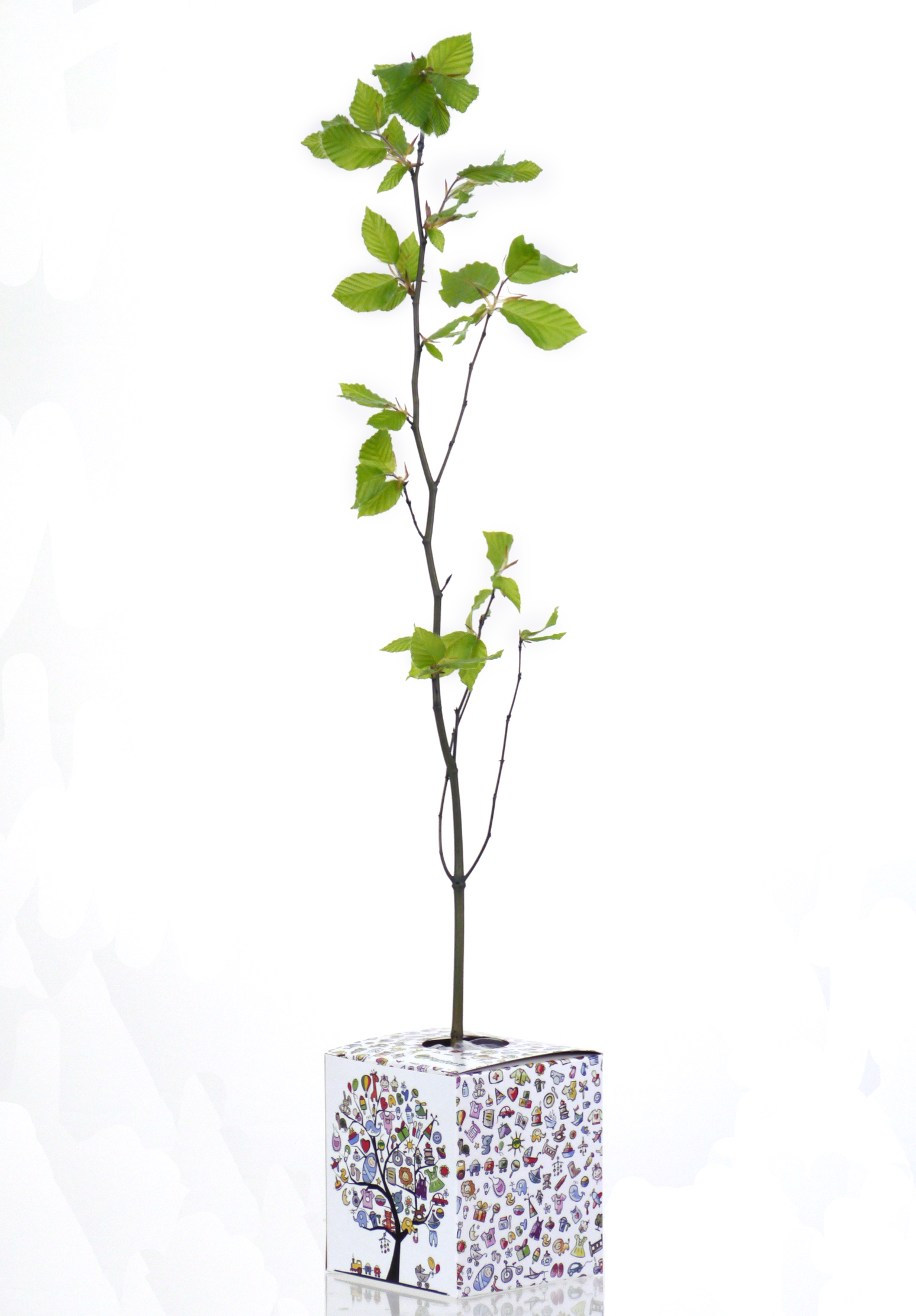 Baby Beech Tree for a birth or a christening : buy Baby Beech Tree for ...