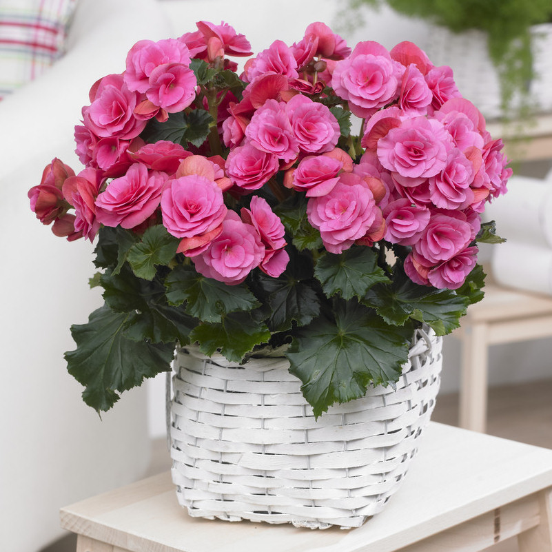 Begonia Double pink : buy Begonia Double pink