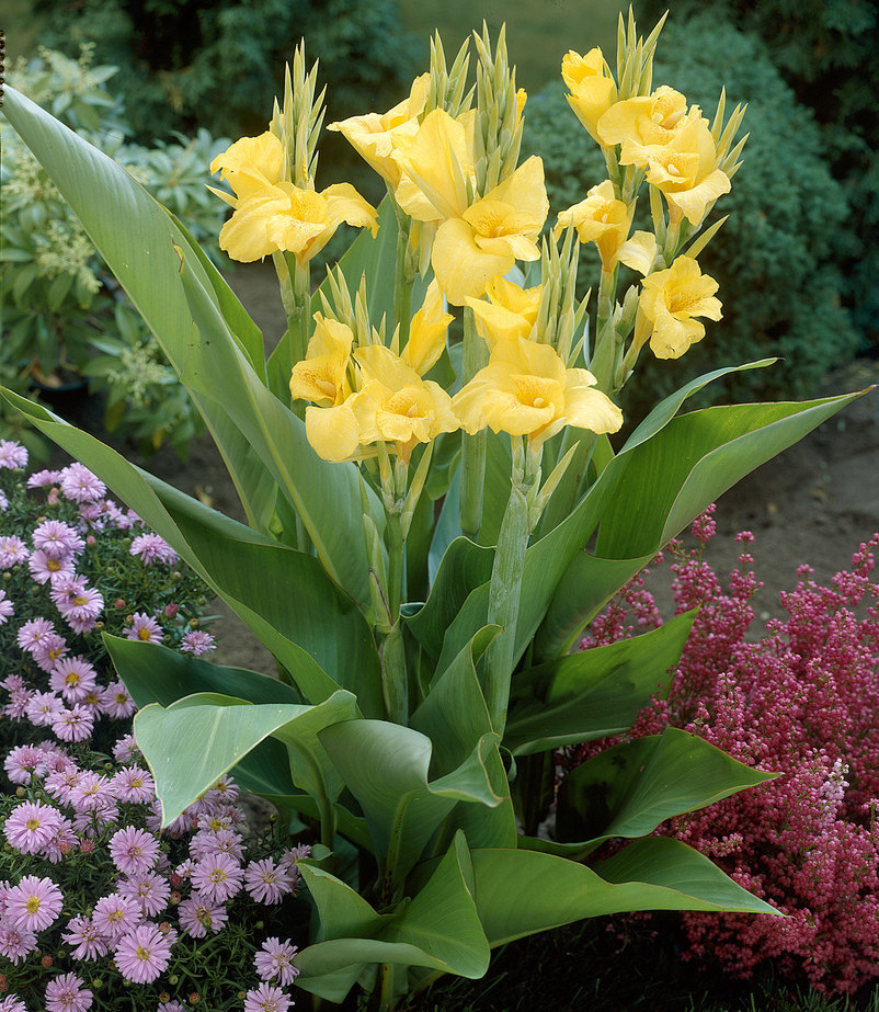Canna Yellow : buy Canna Yellow