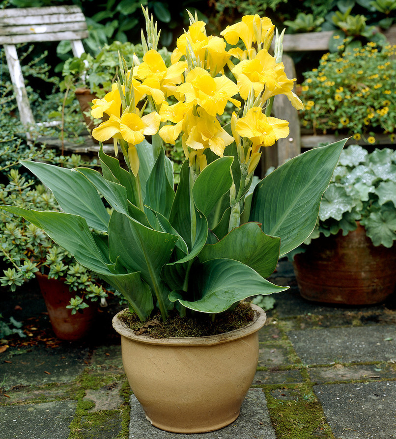 Canna Yellow : buy Canna Yellow