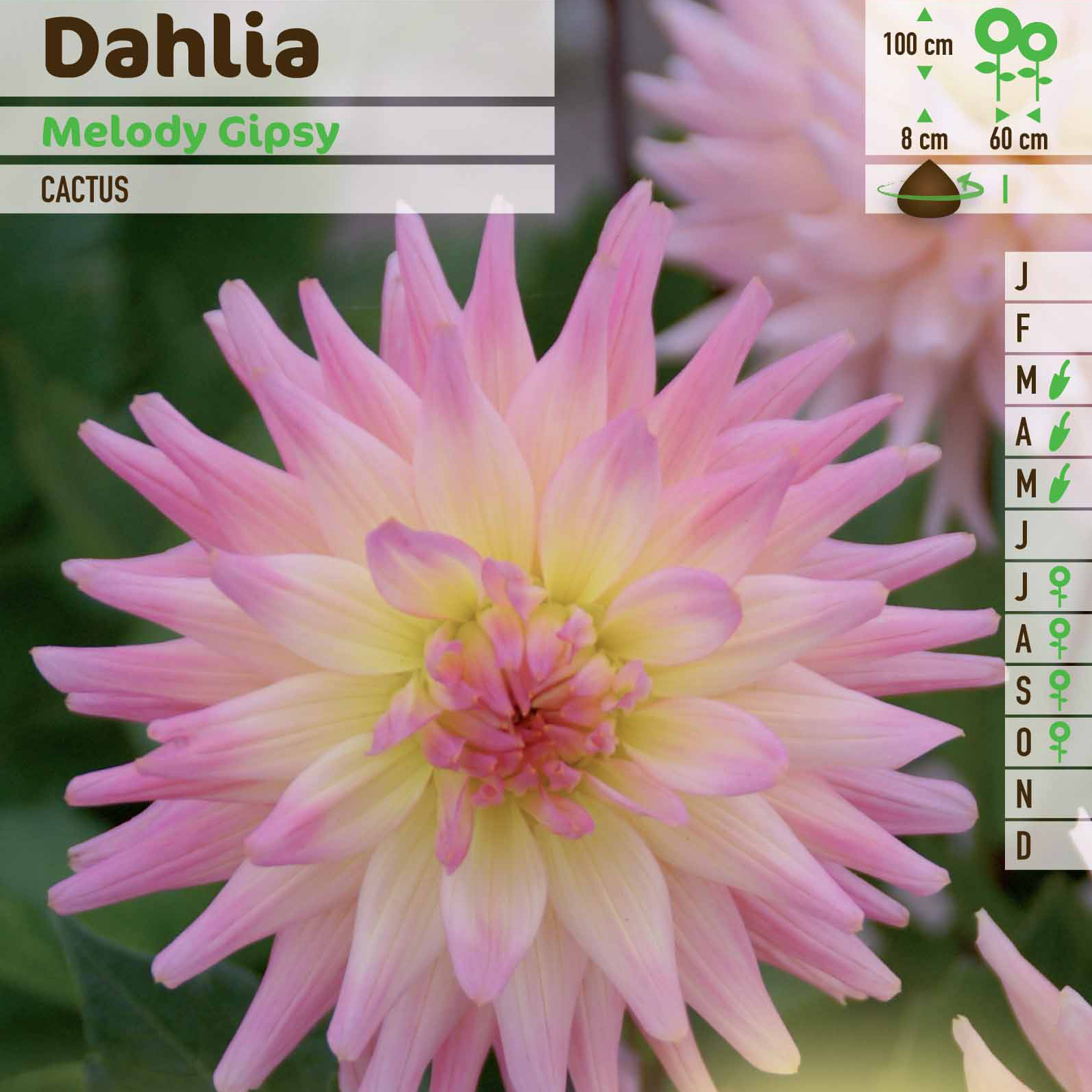 Dahlia Cactus 'Melody Gipsy' : buy Dahlia Cactus 'Melody Gipsy'