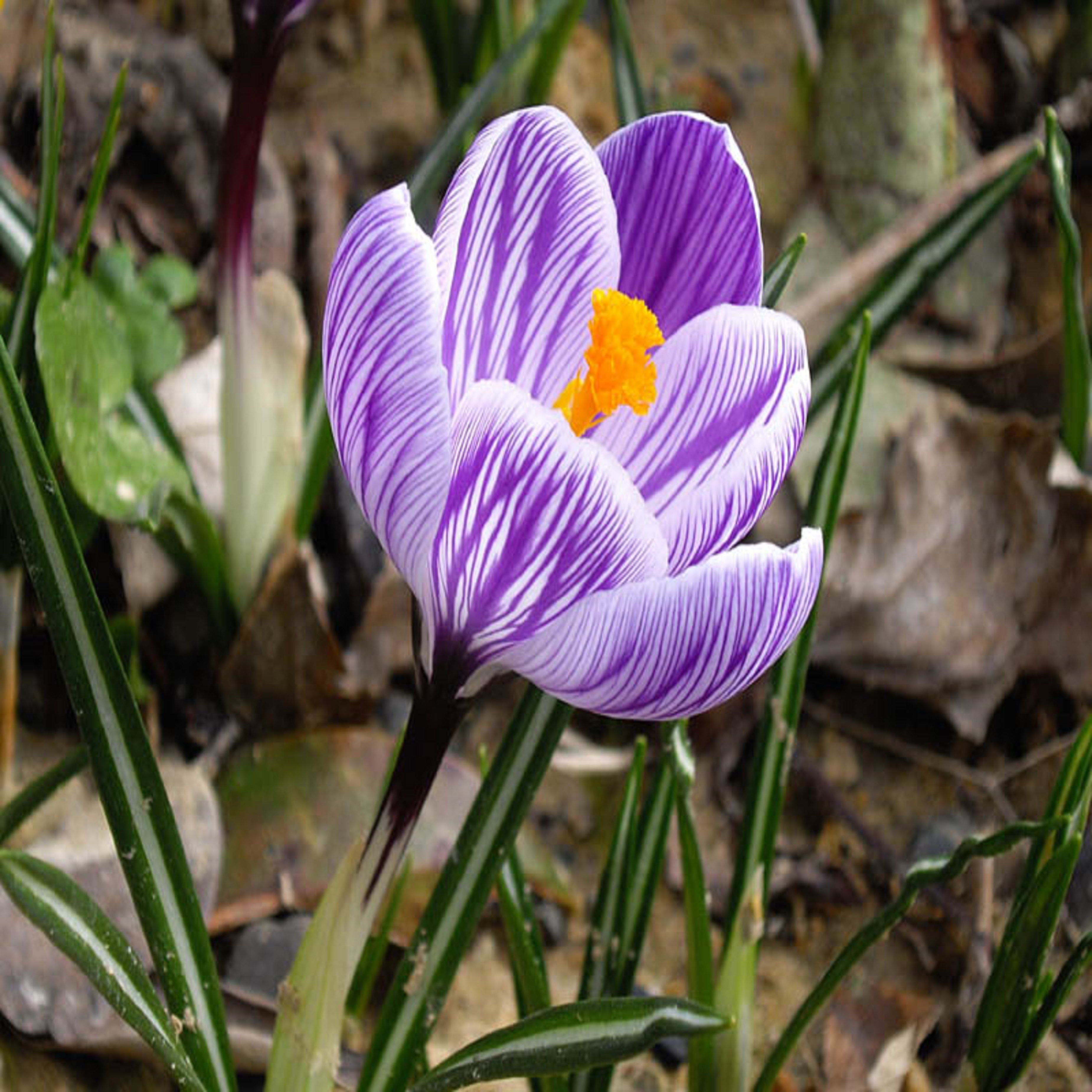 Crocus 'Pickwick' : buy Crocus 'Pickwick'