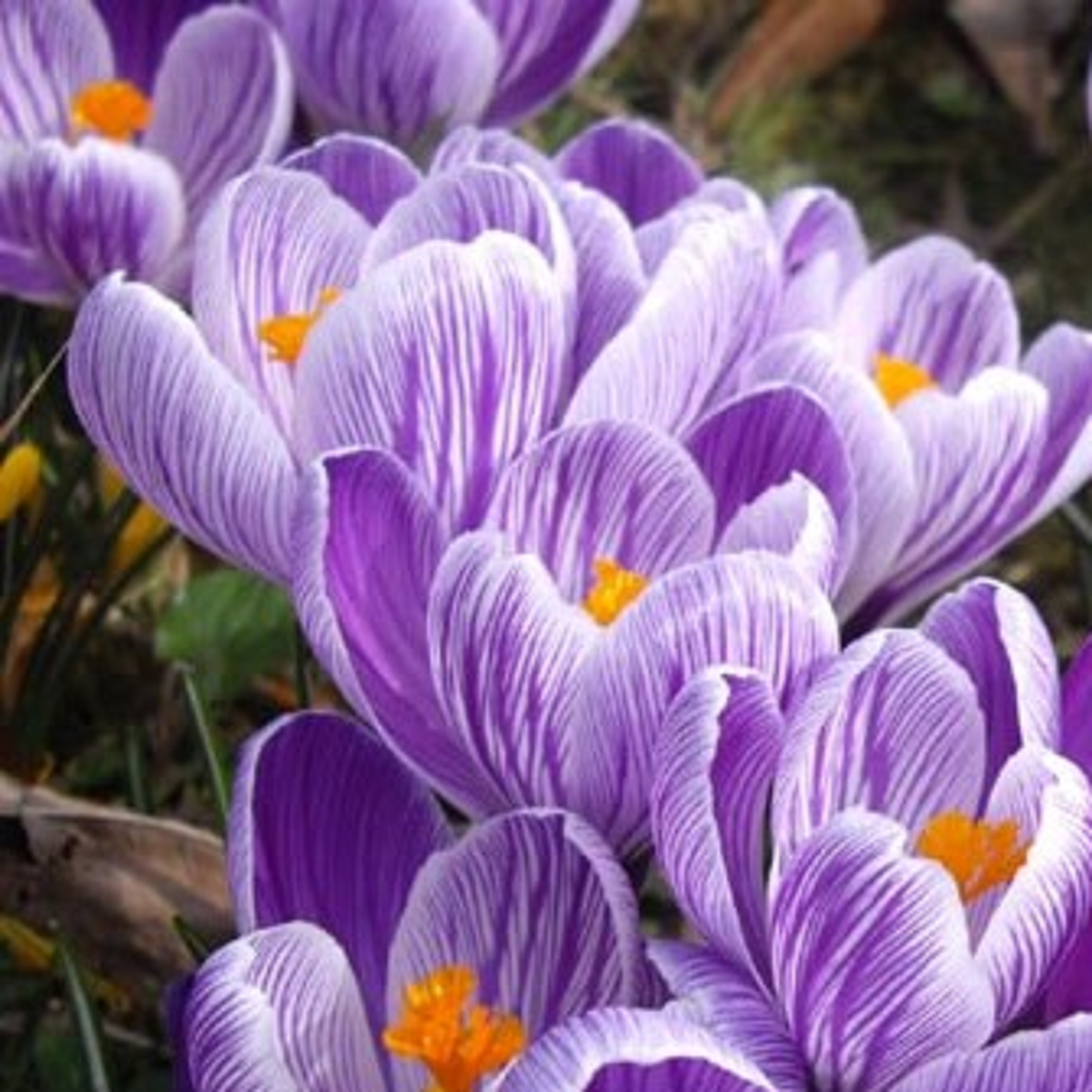 Crocus 'Pickwick' : buy Crocus 'Pickwick'