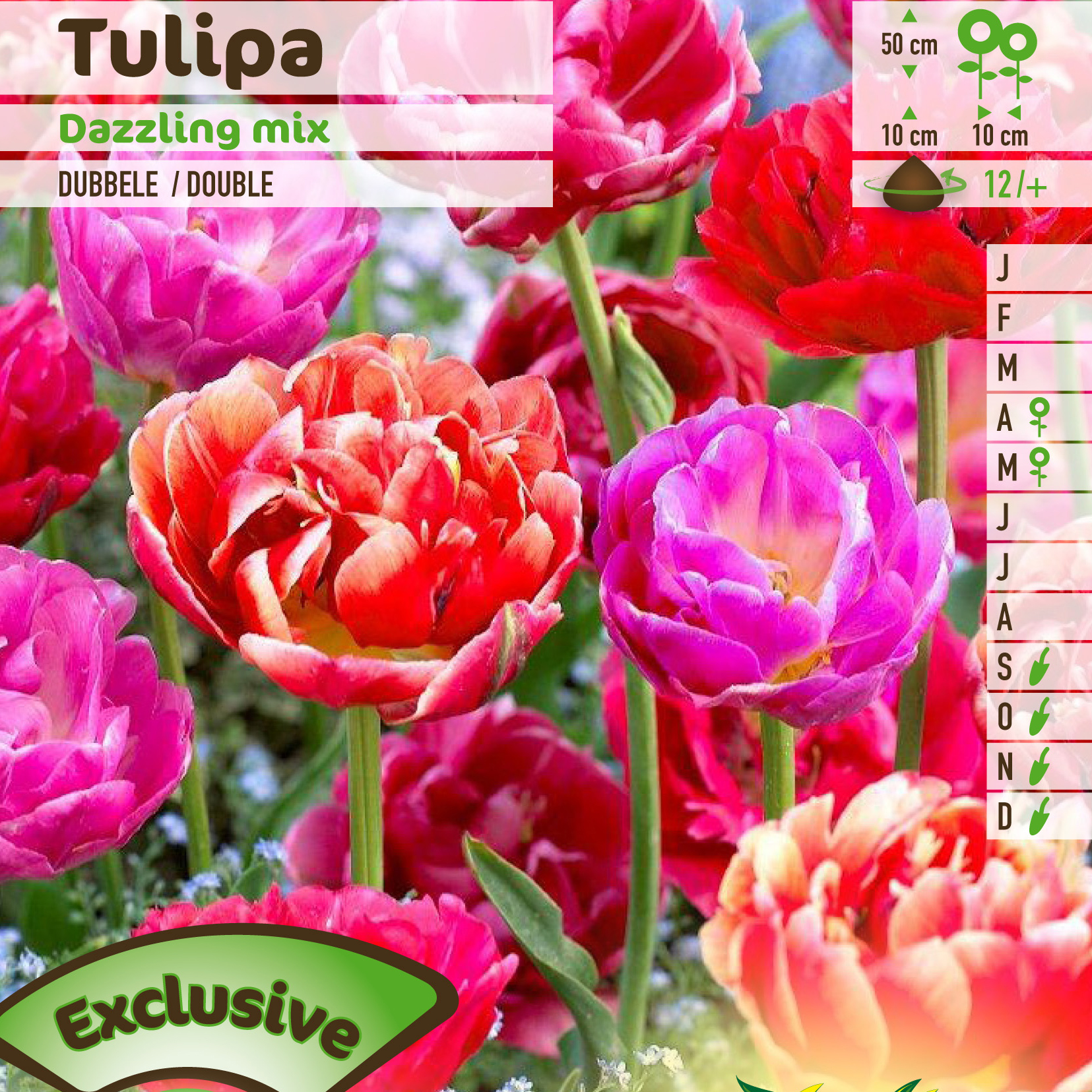 Tulip Double, Late flowering Mixed : buy Tulip Double, Late flowering ...