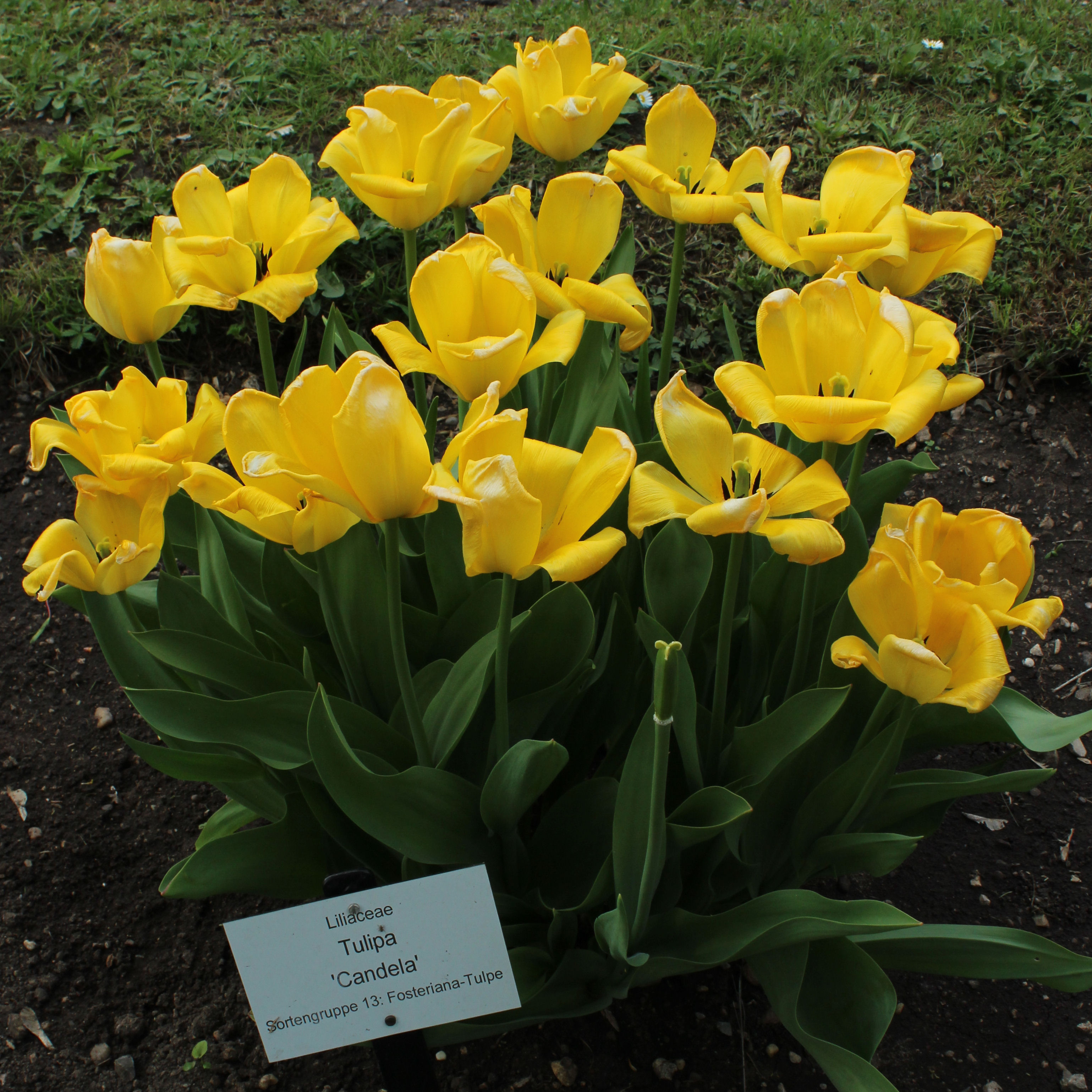 Tulip Fosteriana 'Candela' : buy Tulip Fosteriana 'Candela'