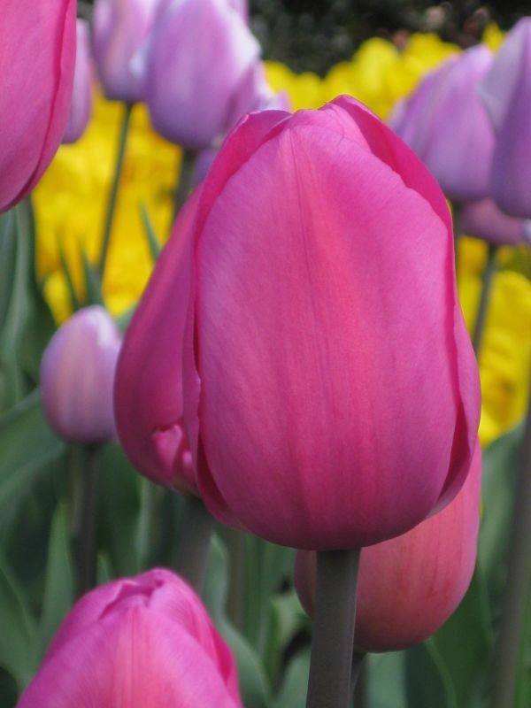 Tulip Triumph 'Don Quixote' : buy Tulip Triumph 'Don Quixote'