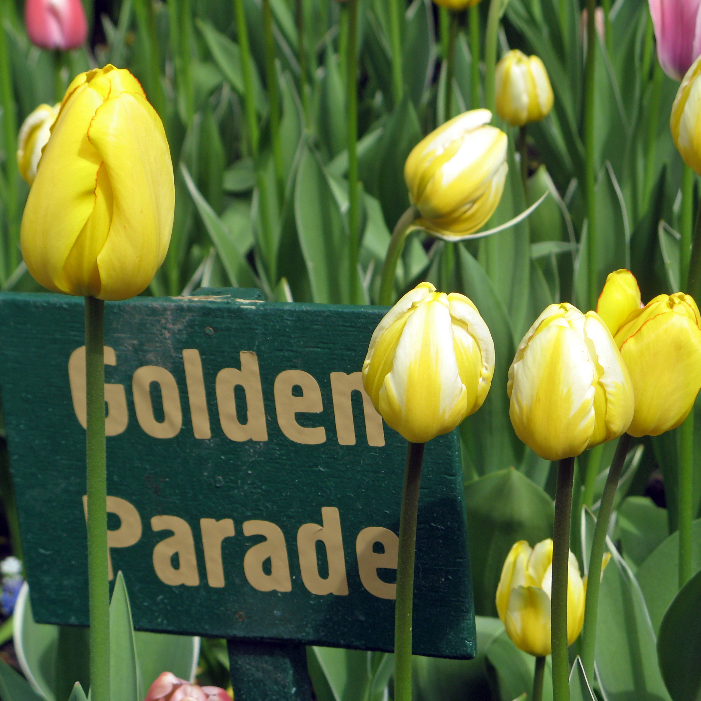 Tulip Darwin hybrid 'Golden Parade' : buy Tulip Darwin hybrid 'Golden ...