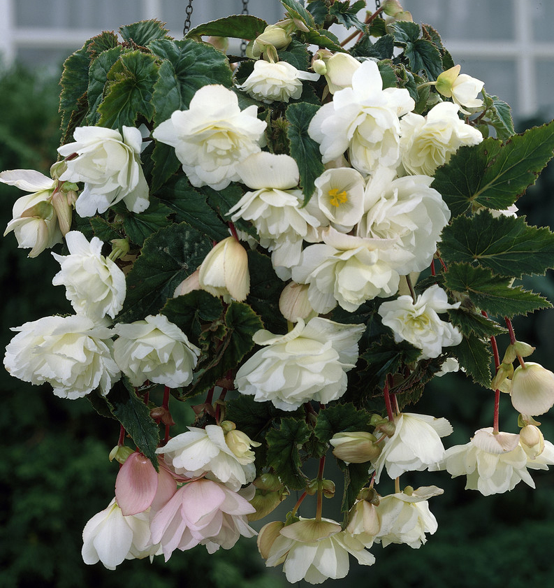Begonia Pendula White : buy Begonia Pendula White