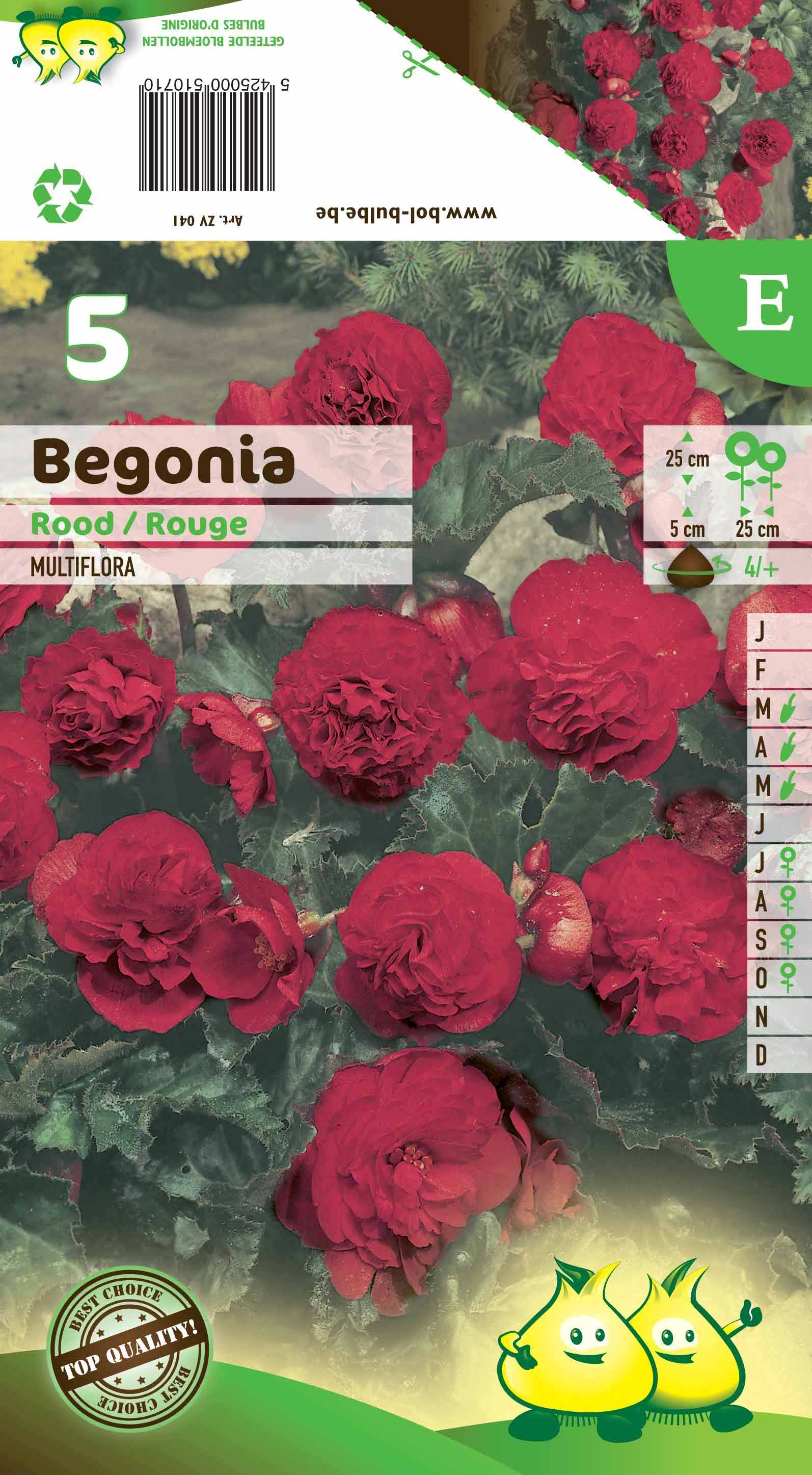 Begonia Multiflora Red : buy Begonia Multiflora Red