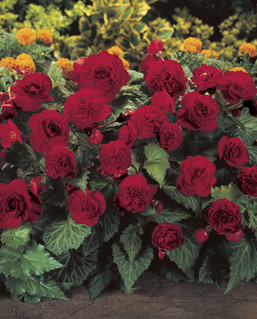 Begonia Multiflora Red : buy Begonia Multiflora Red