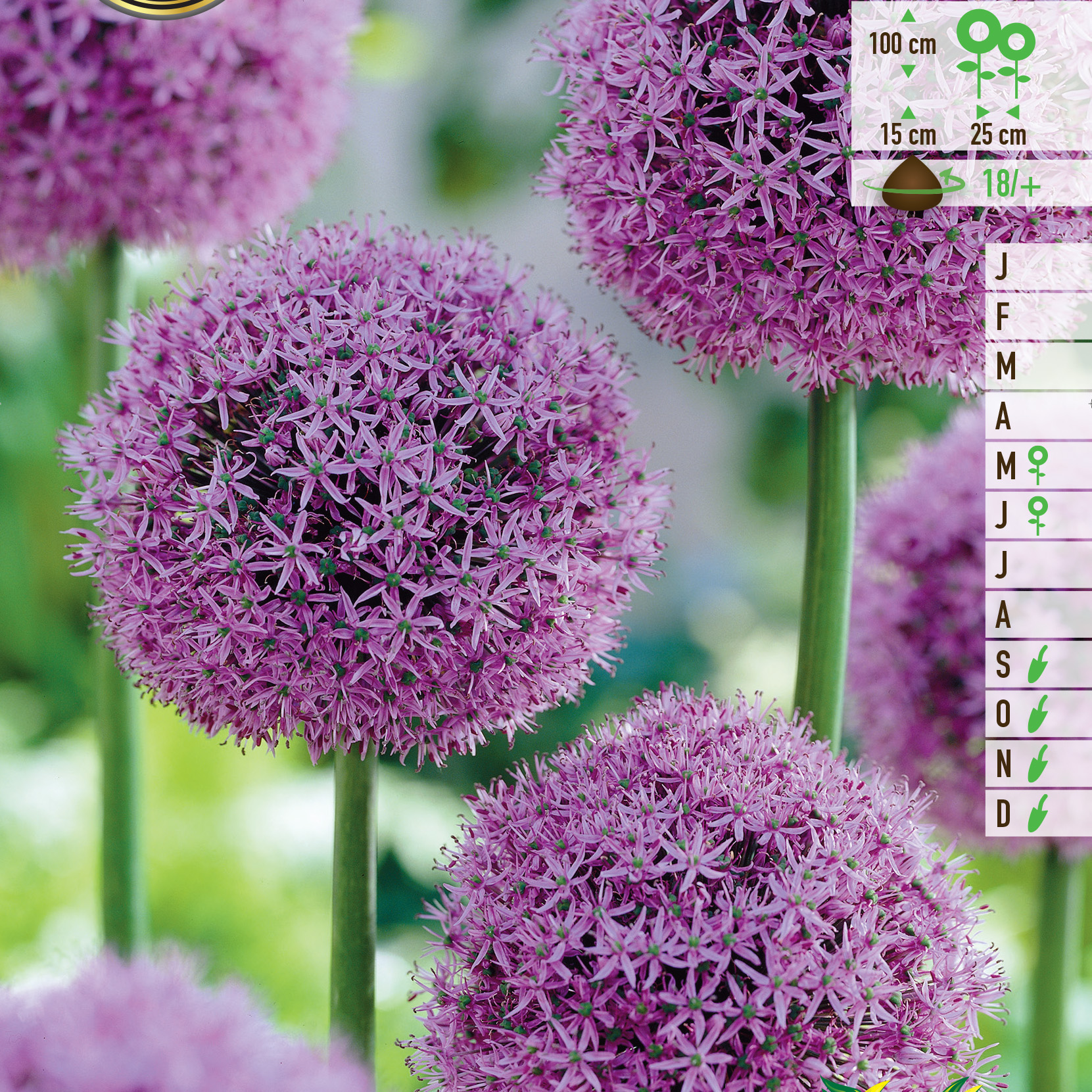 Allium 'Gladiator' : buy Allium 'Gladiator'