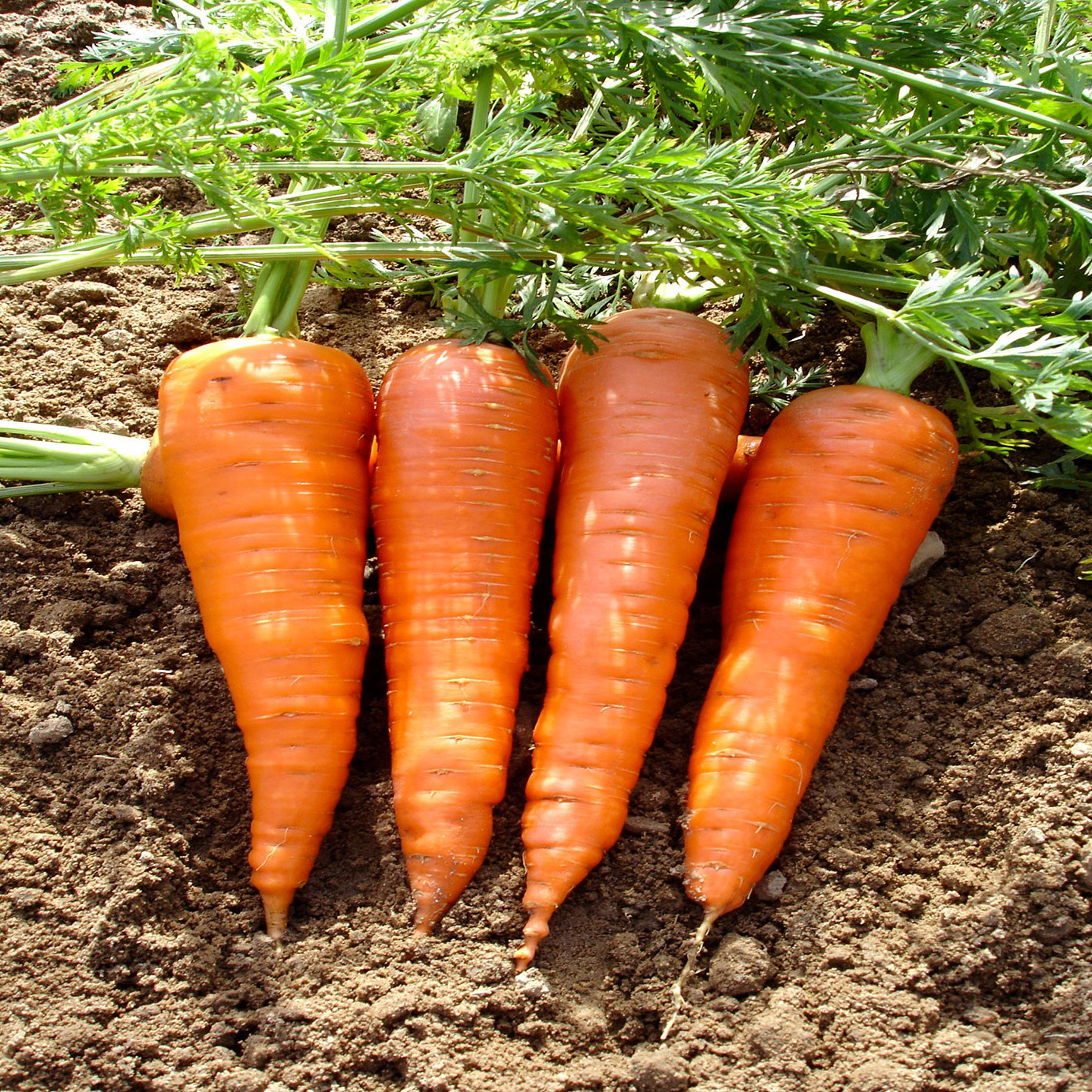 Red Cored Chantenay Carrot : buy Red Cored Chantenay Carrot