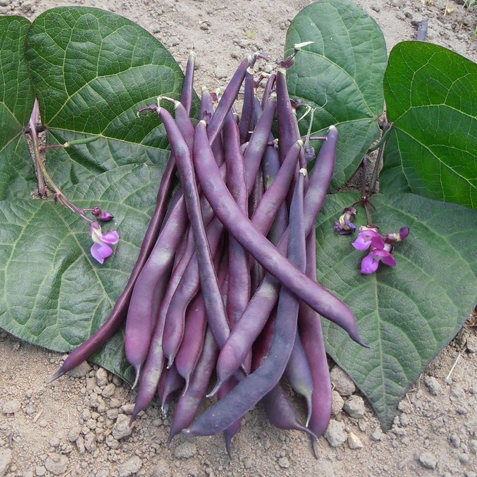 Purple Podded French Climbing Beans : buy Purple Podded French Climbing ...